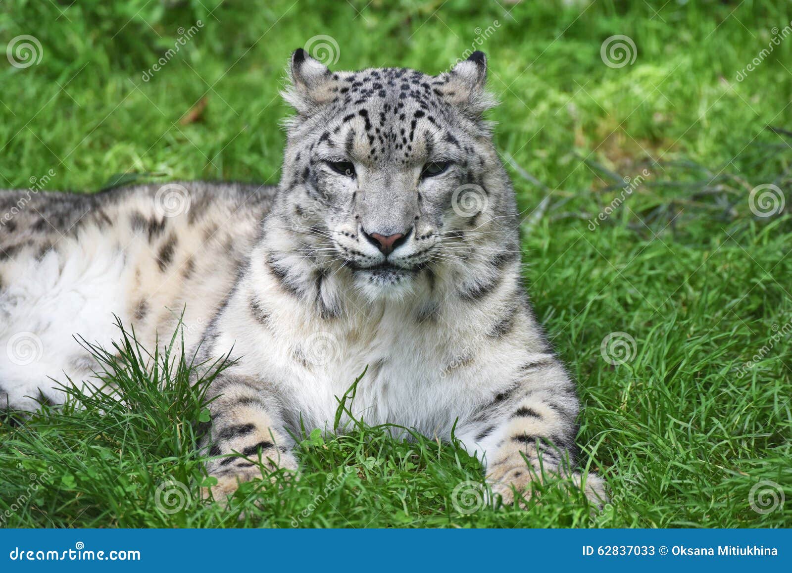 Closeup of the Snow Leopard in Green Grass Stock Image - Image of green ...
