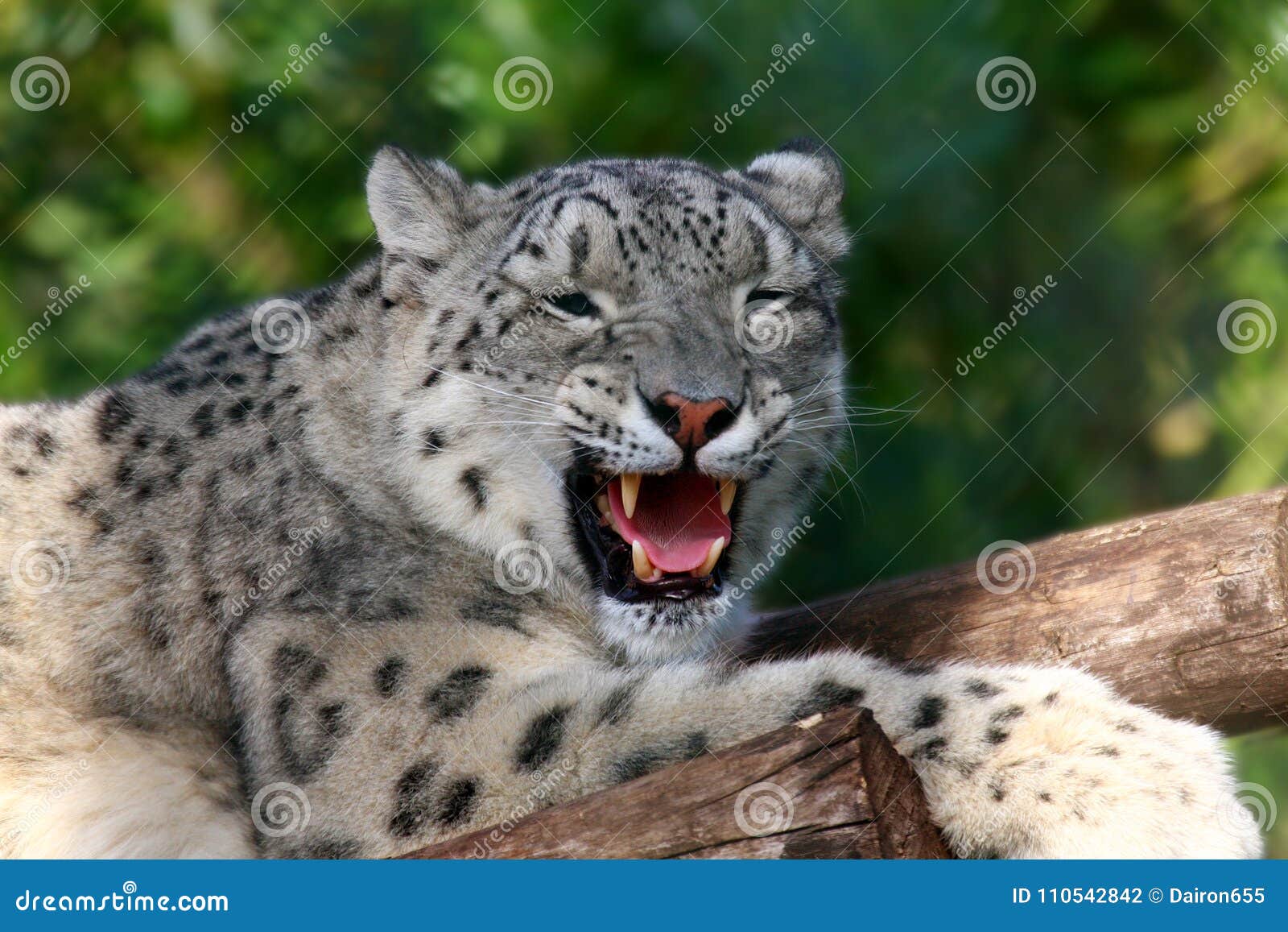 Snow Leopard on the tree stock photo. Image of snarling - 110542842