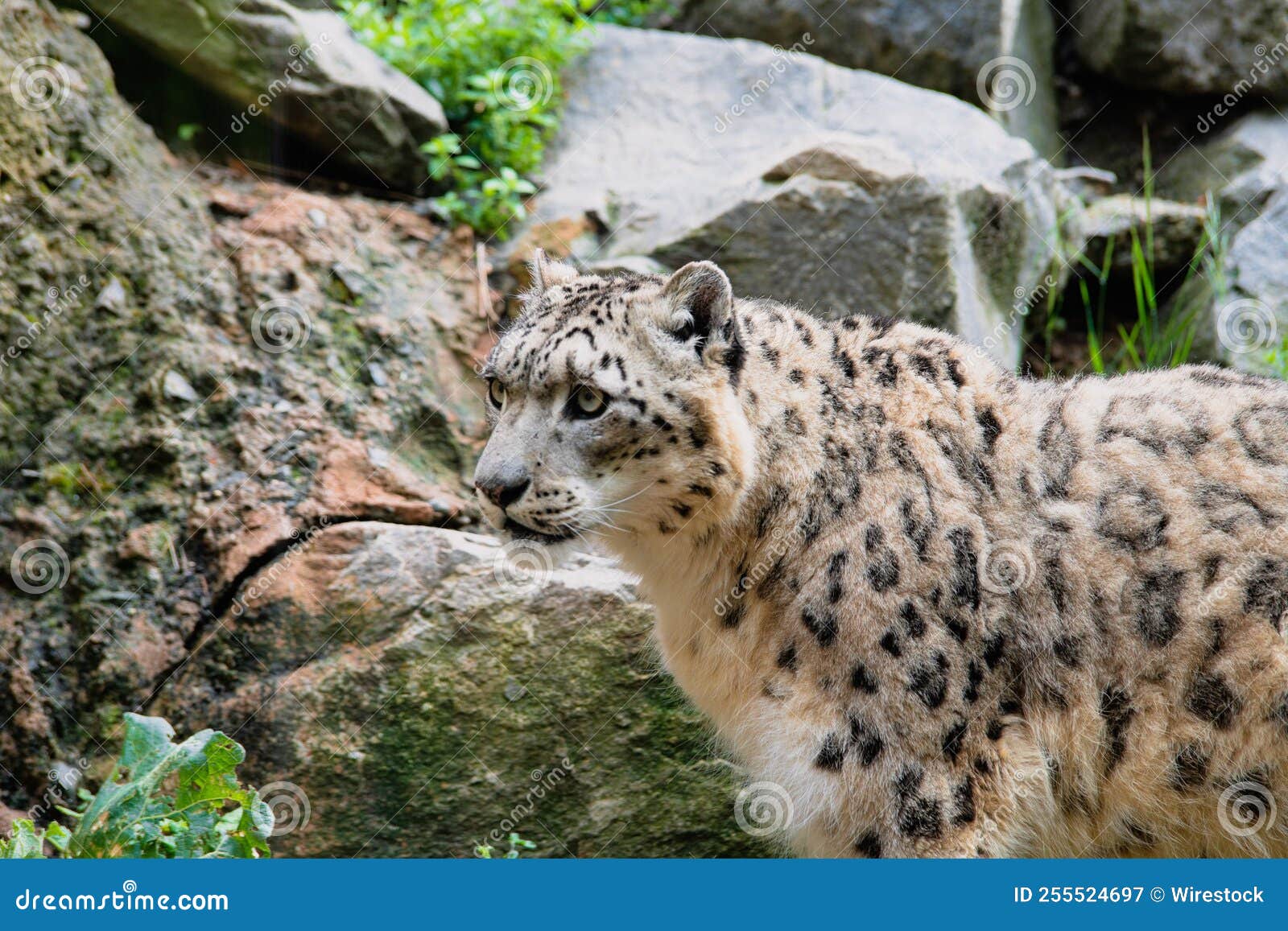 Closeup of a Snow Leopard. Panthera Uncia Stock Image - Image of uncia ...