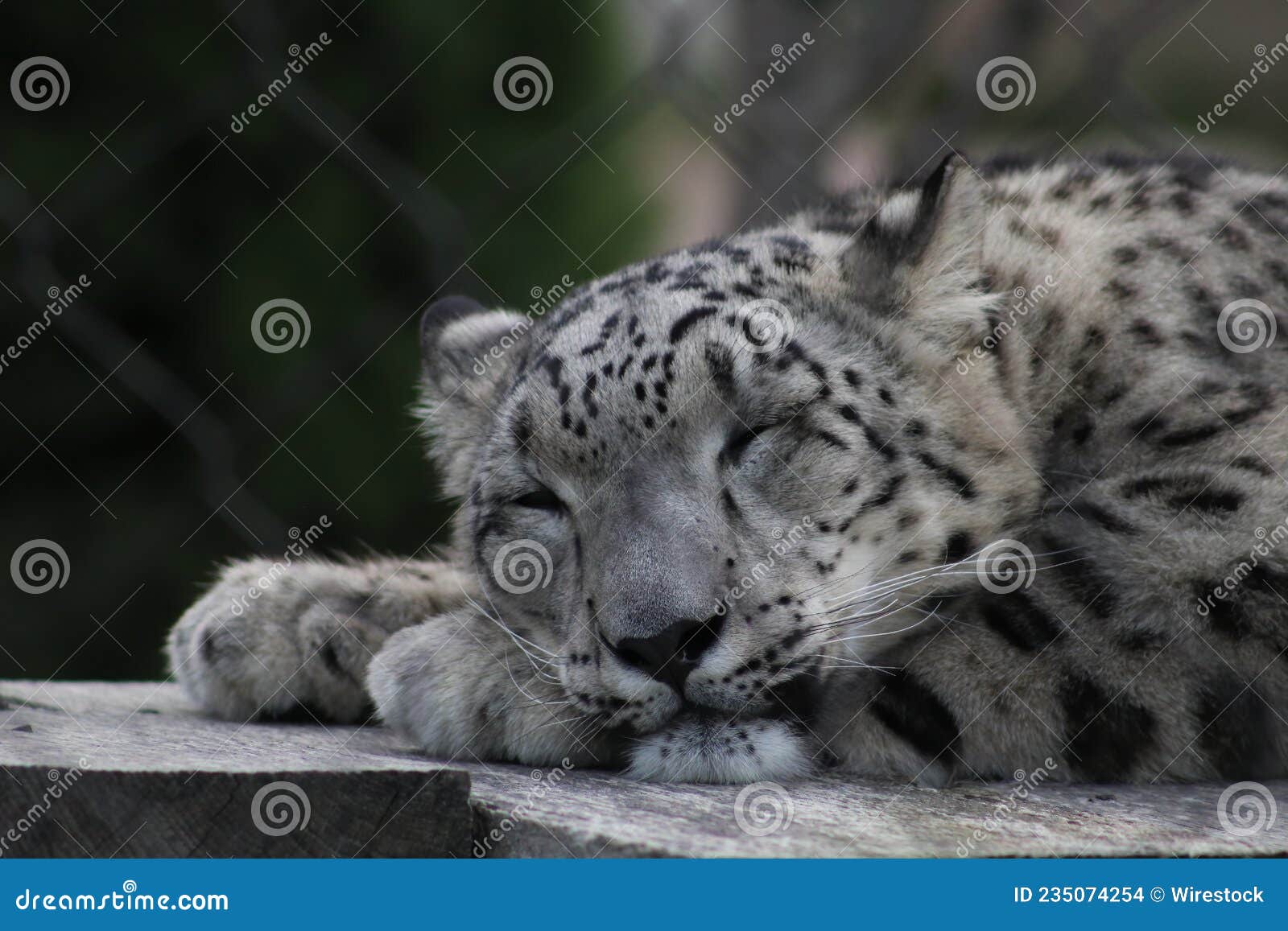 Closeup of a Snow Leopard Sleeping in a Cage at a Zoo Stock Photo ...