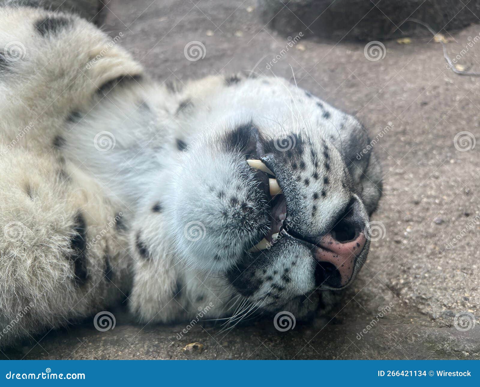 Closeup of Snow Leopard Sleeping on the Ground Stock Photo - Image of ...