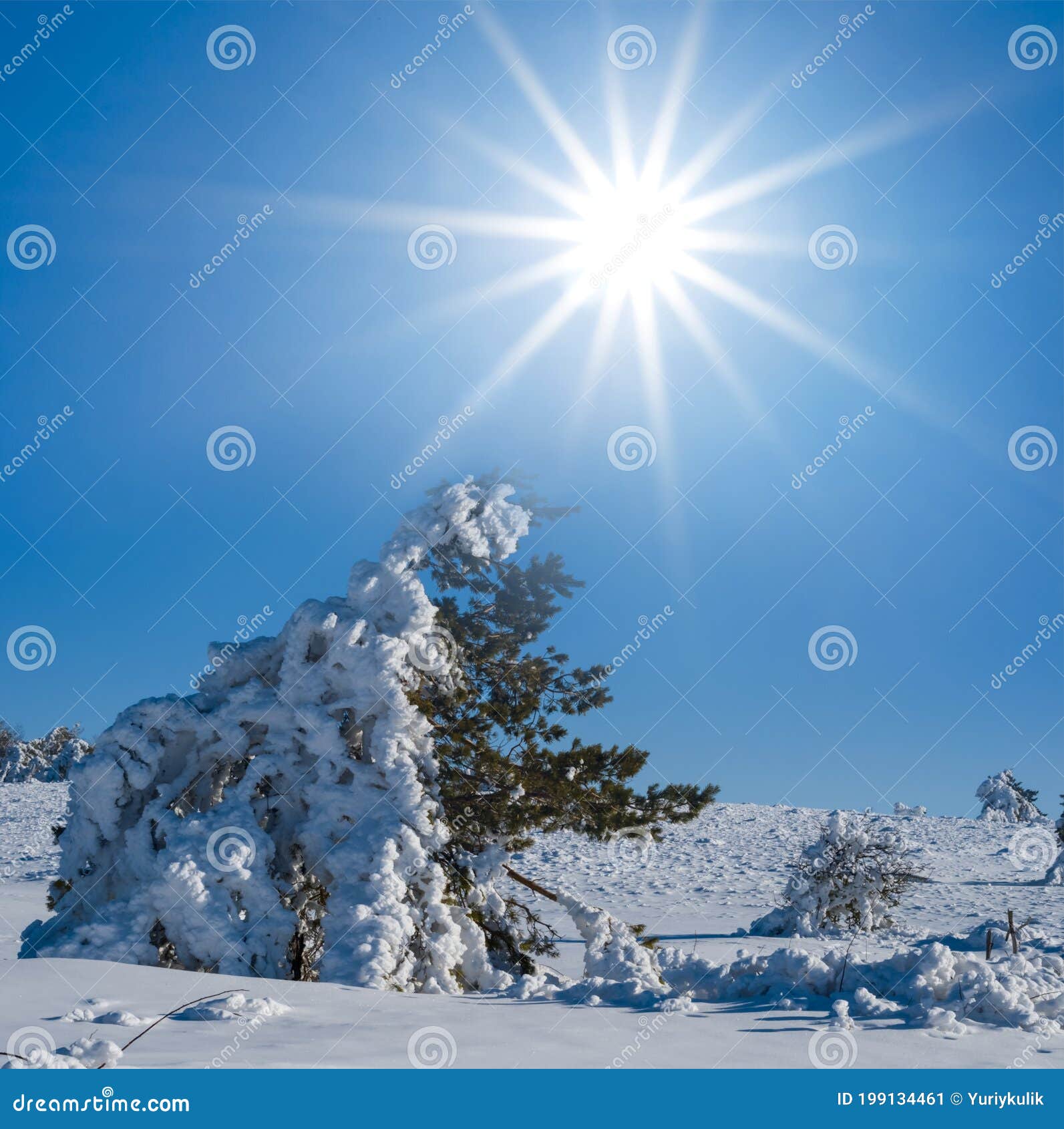 Closeup Snowbound Pine Tree in a Light of Sun Stock Image - Image of ...