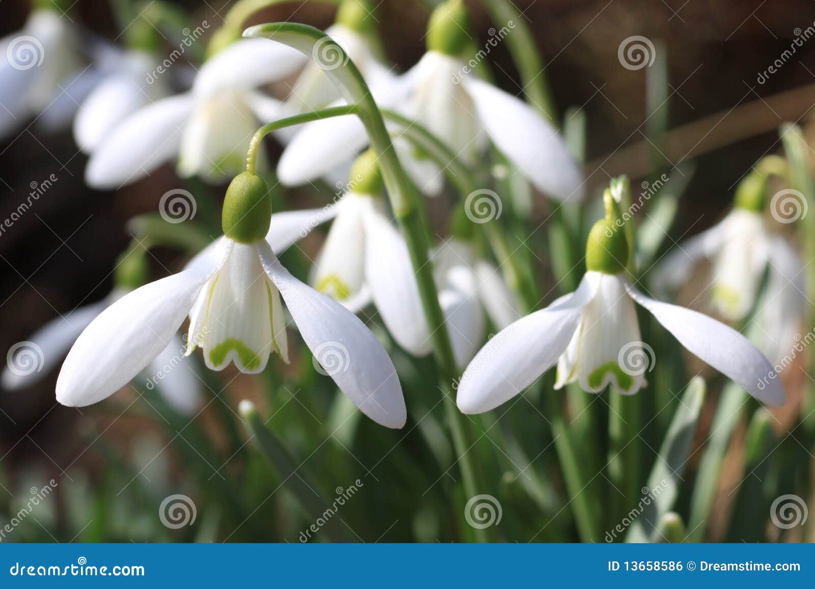 Closeup of snowdrops stock photo. Image of close, elegant - 13658586