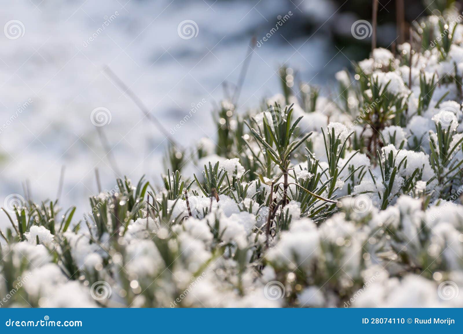 Closeup of snowy Lavender stock photo. Image of officinalis - 28074110