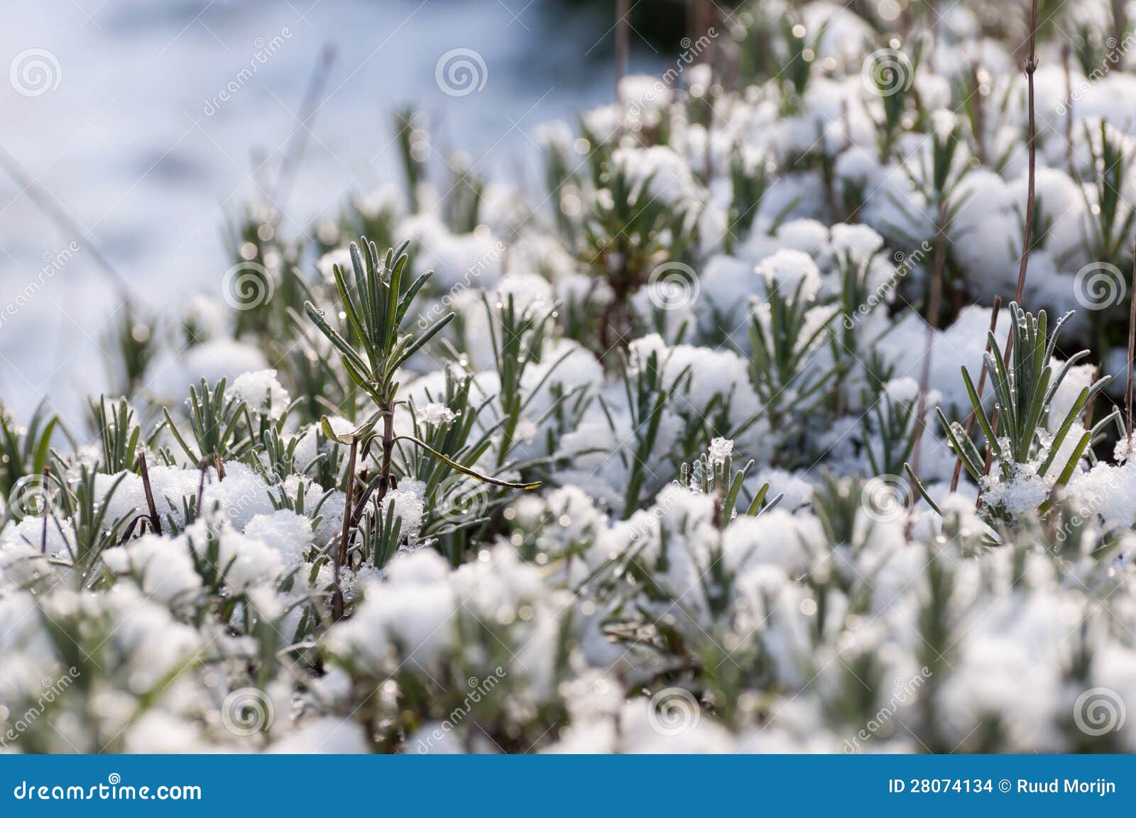 Closeup of snowy Lavender stock photo. Image of leaf - 28074134