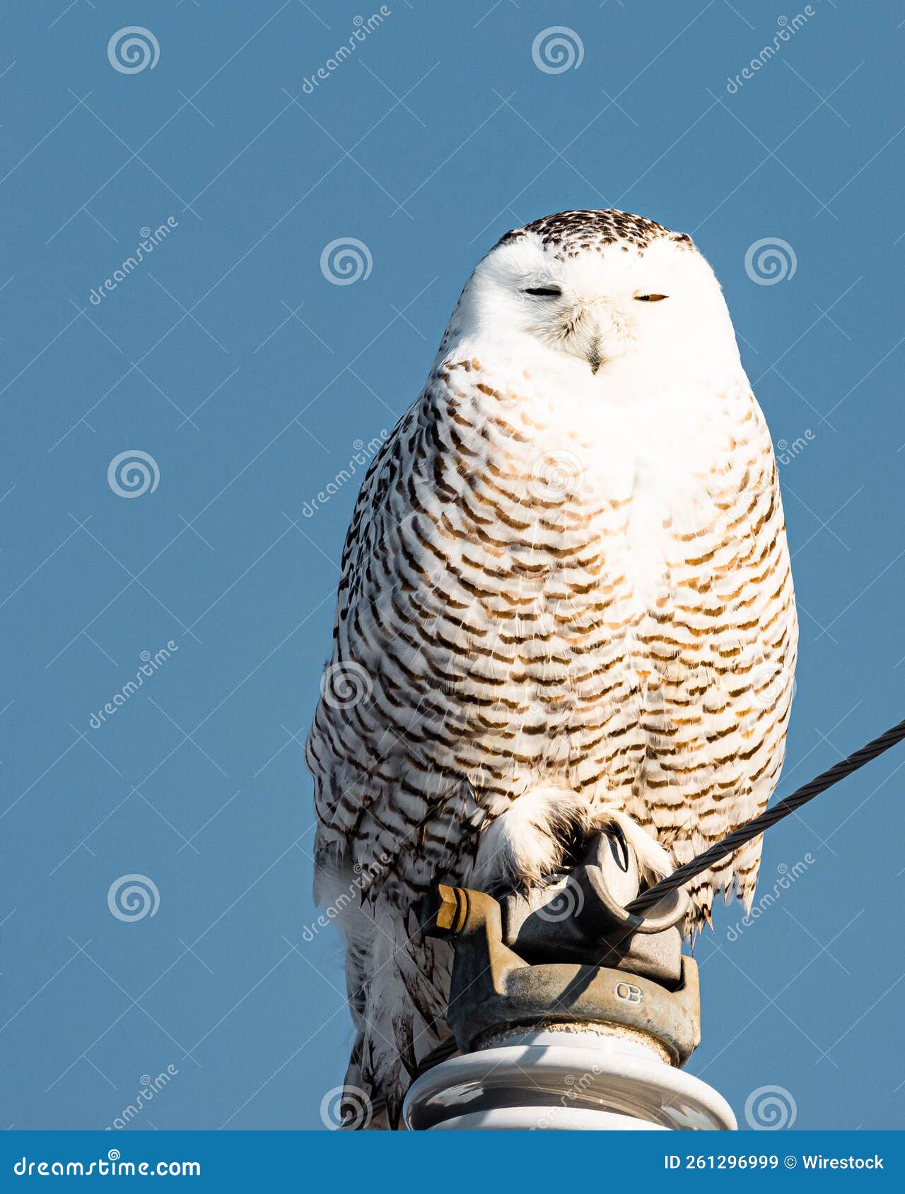 Closeup of Snowy Owl Bird on a Wire Stock Image - Image of raptor ...