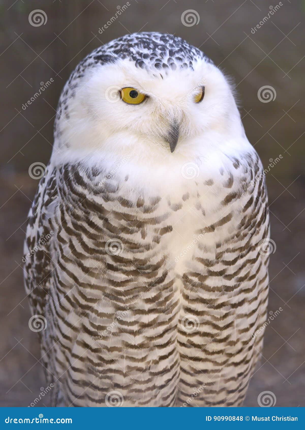 Closeup snowy owl stock photo. Image of head, bubo, strigidae - 90990848