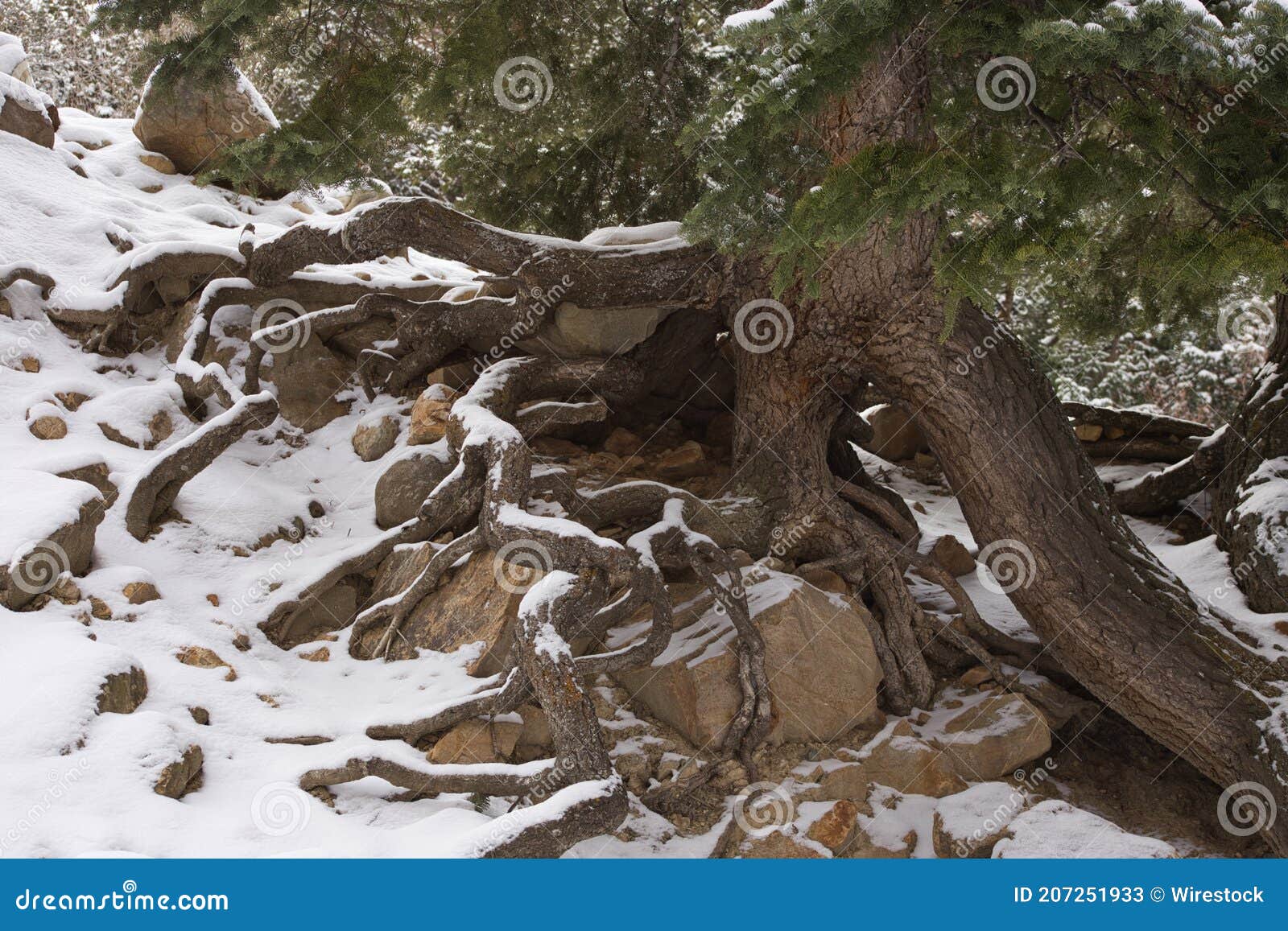 Closeup of the Snowy Tree Roots during the Winter Season Stock Image ...