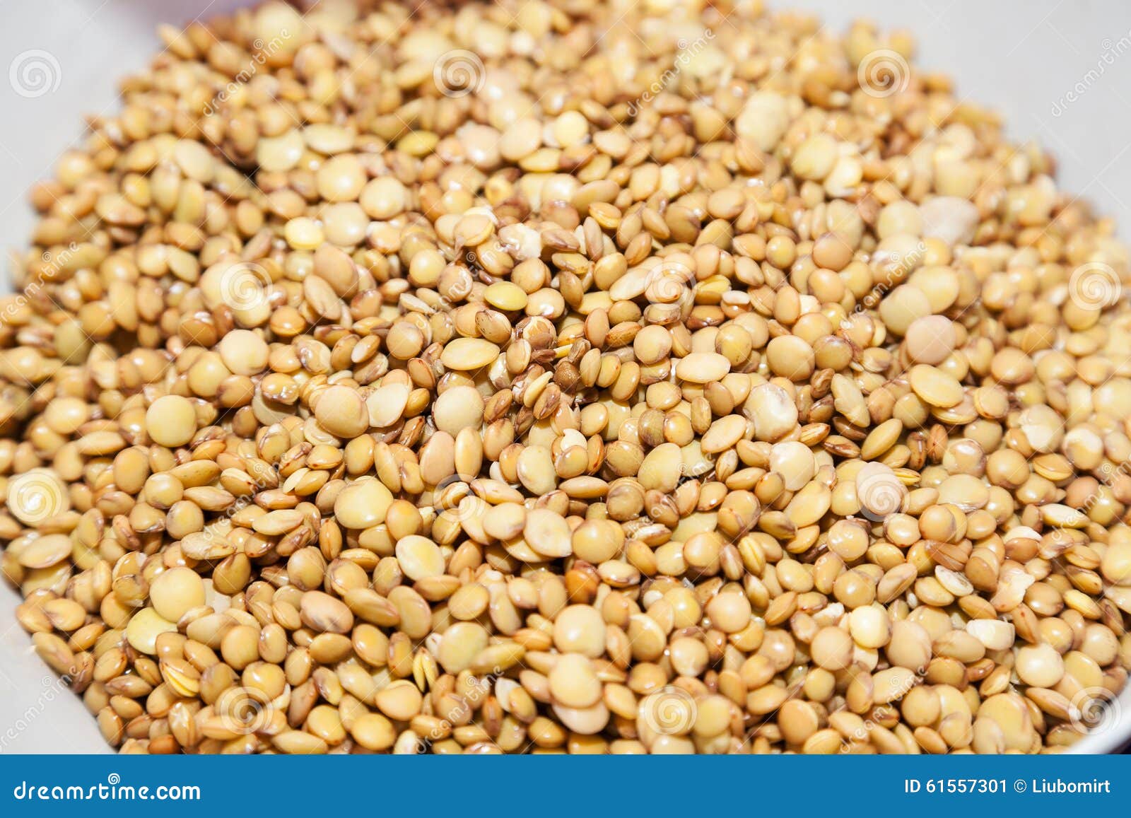 Closeup of Soaked Soft Lentil Stock Image - Image of life, beginnings ...