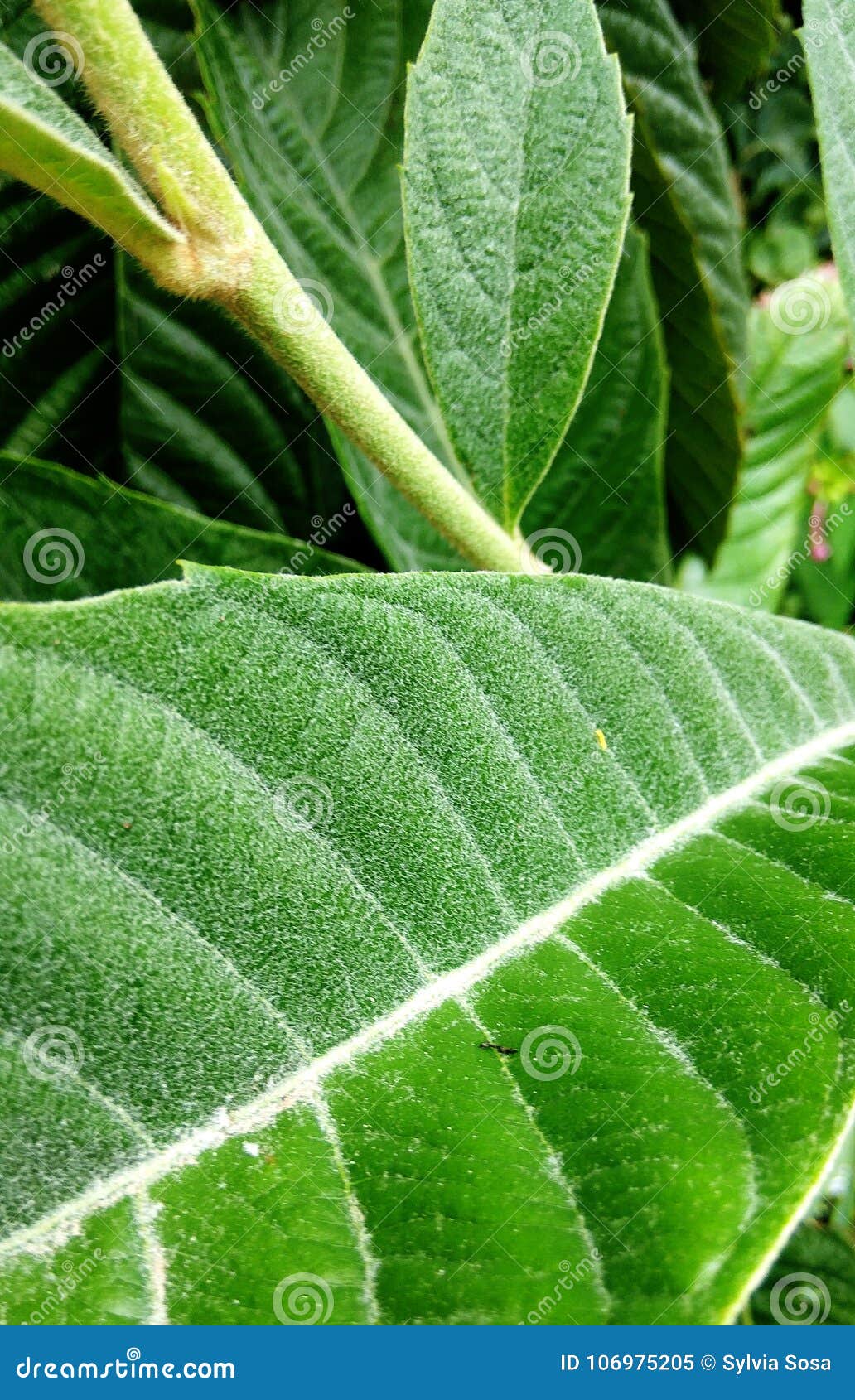 Green soft leaf closeup stock image. Image of botanical - 106975205
