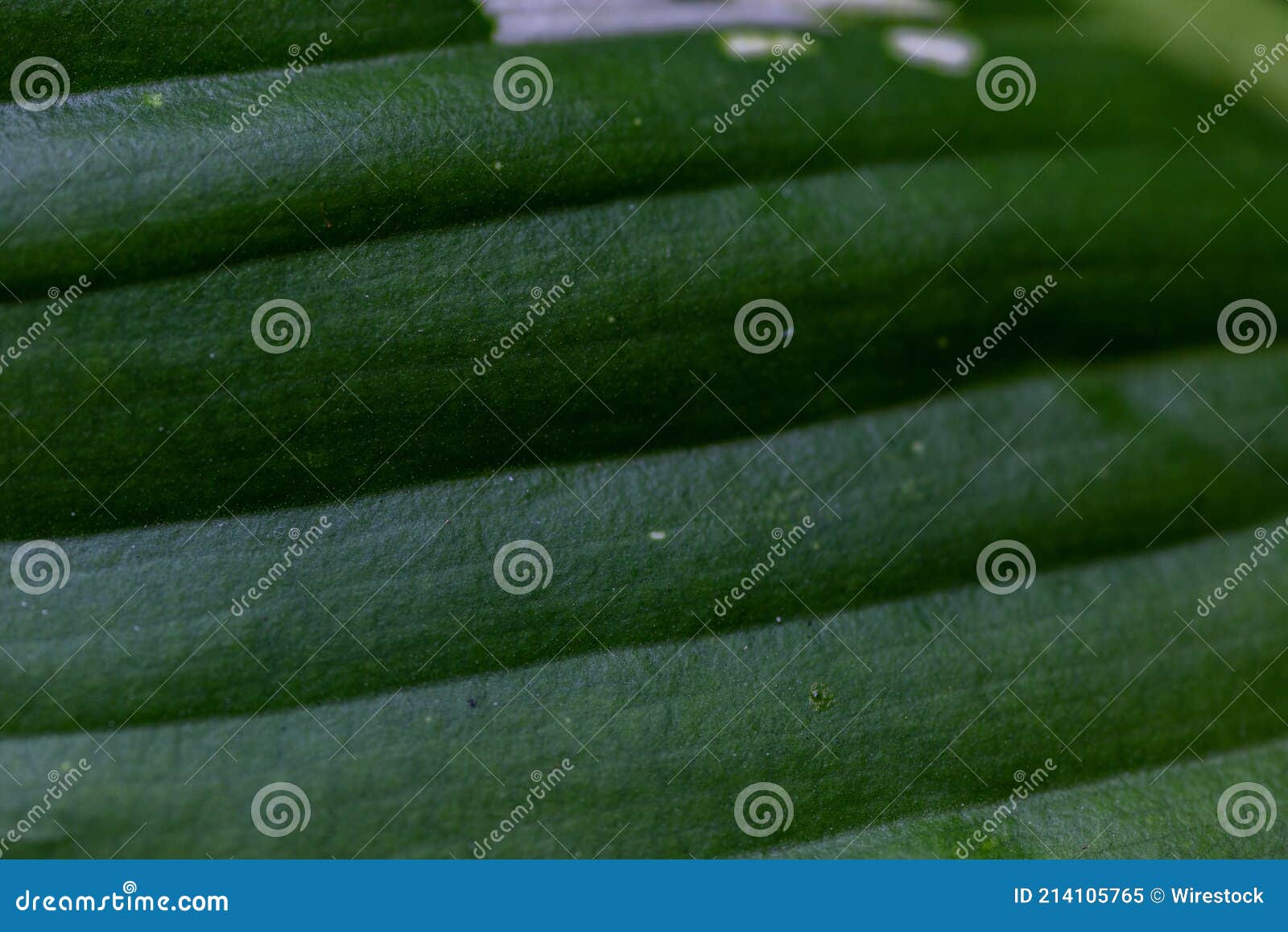 Closeup of the Soft Surface of the Green Leaf with Lines Stock Image ...