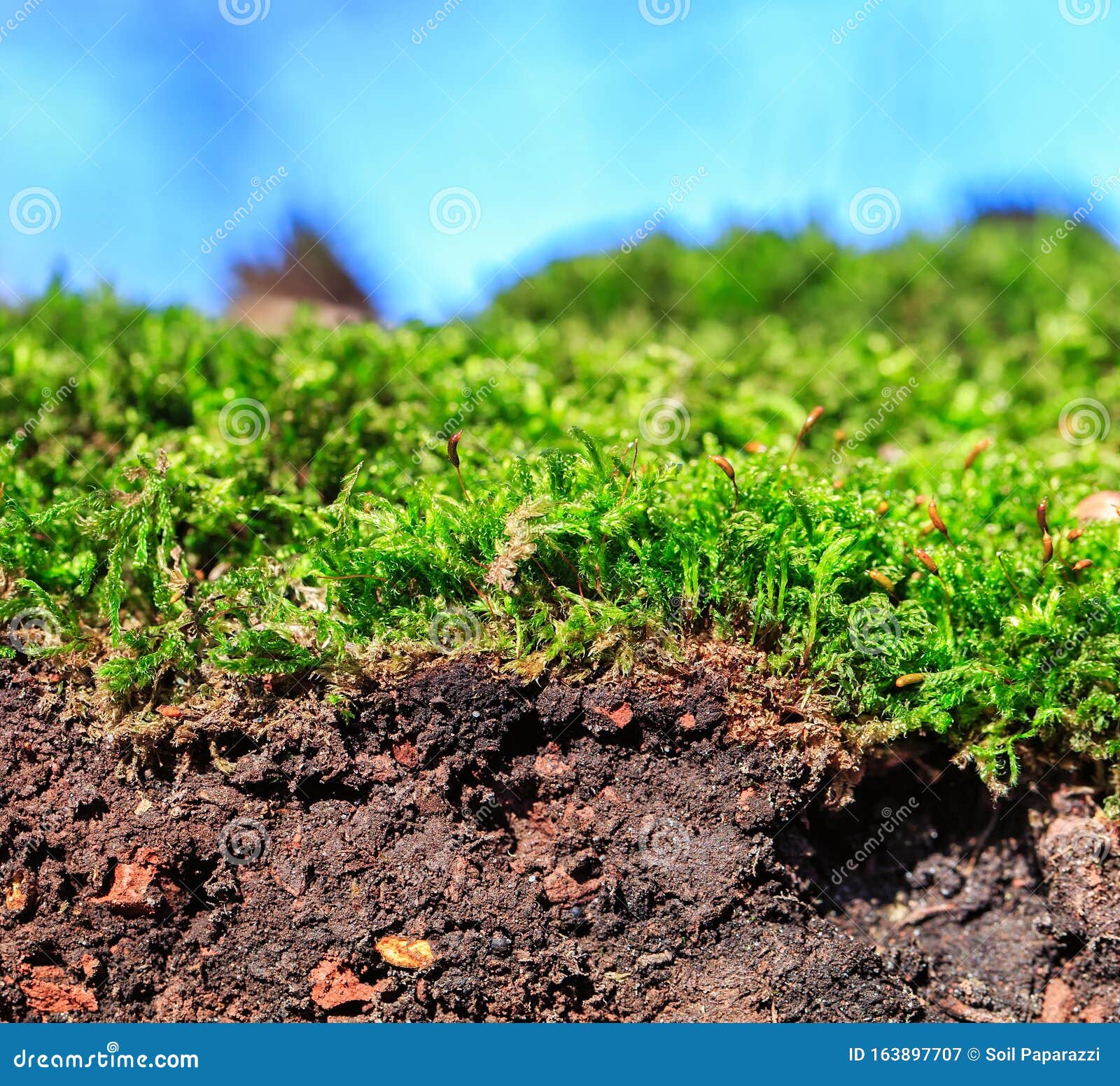 Closeup of a soil stock image. Image of dirt, ground - 163897707