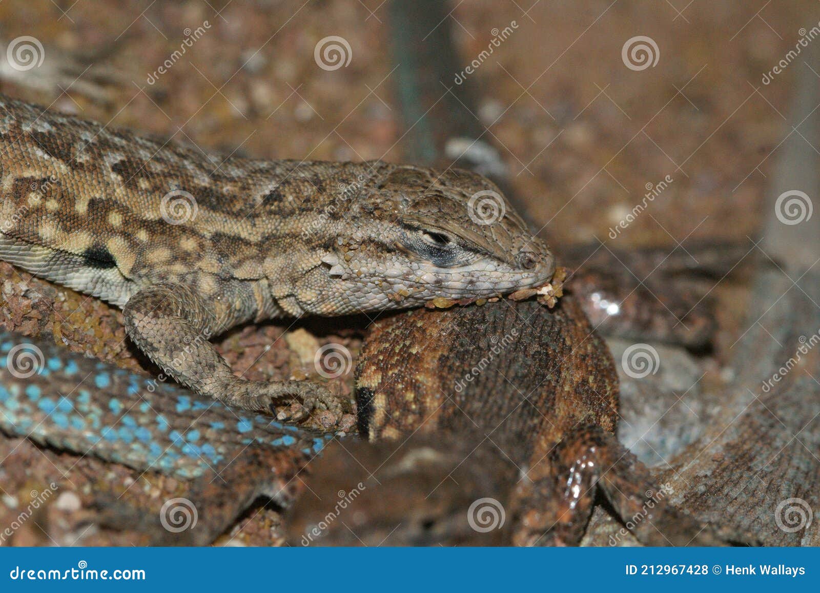 Closeup on Some Common Side-blotched Lizard , Uta Stansburiana Stock ...