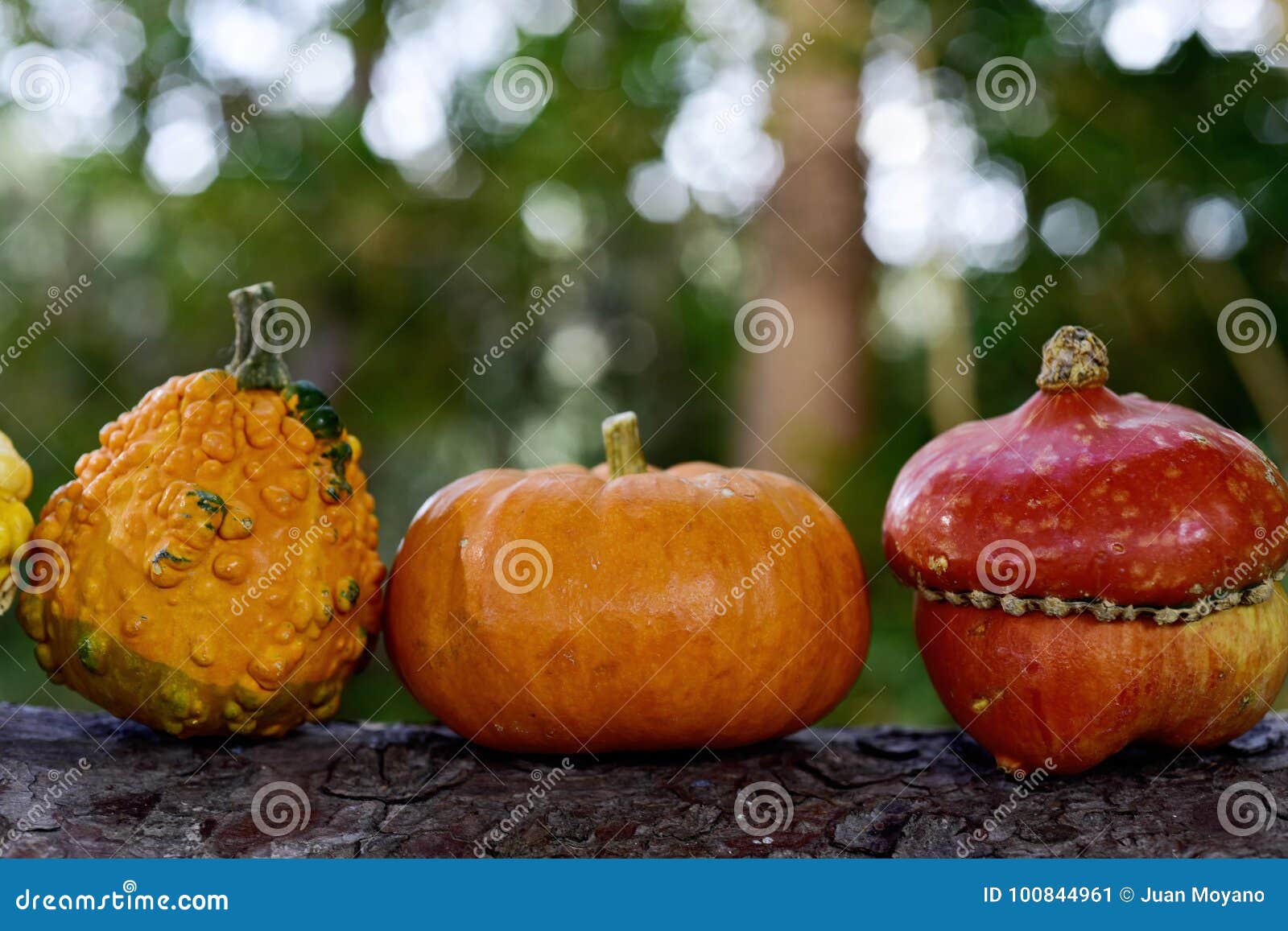 Pumpkins in the Branch of a Tree Stock Image - Image of fall ...