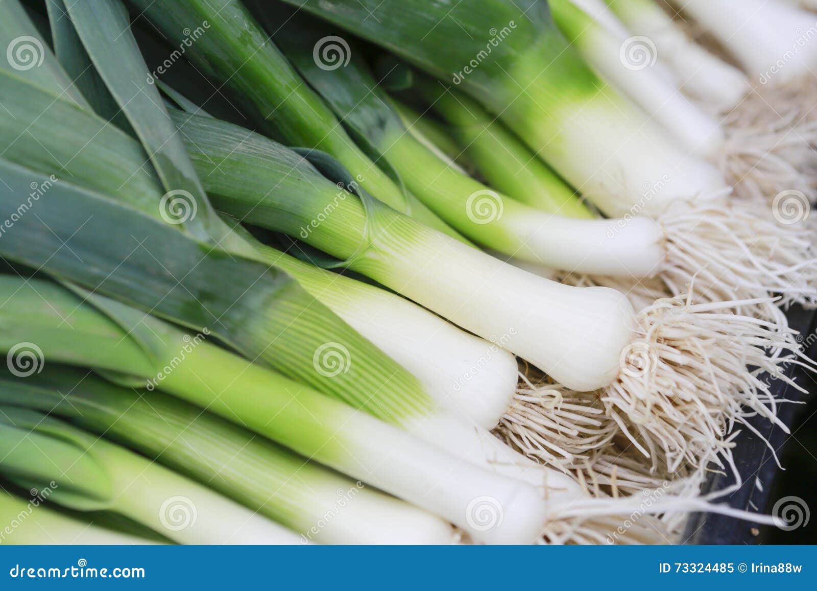 Closeup of Some Fresh Leeks with the White Bulb and Roots Stock Image ...