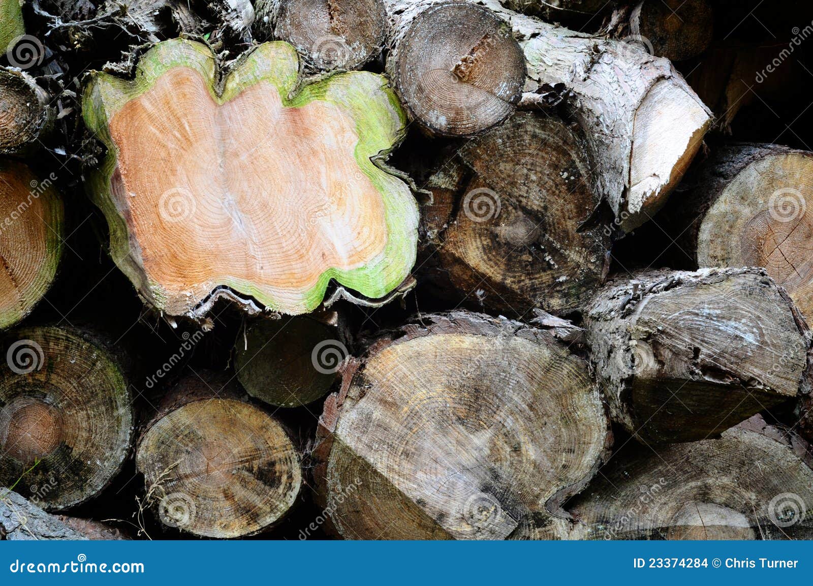 Closeup of Some Old Rotting Logs Stock Photo - Image of deforestation ...