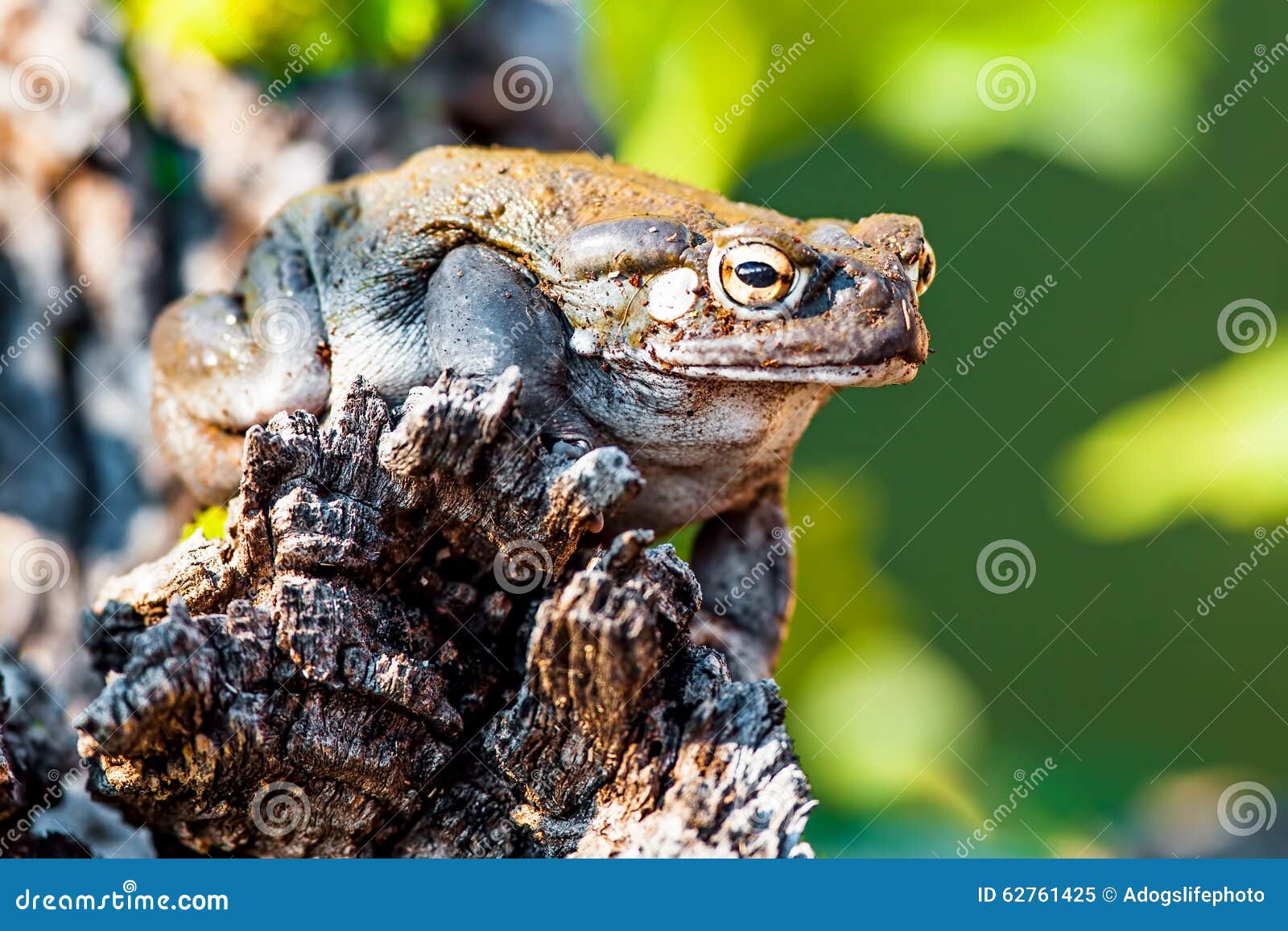 Closeup of Sonoran Desert Toad on Rock Stock Image - Image of exotic ...