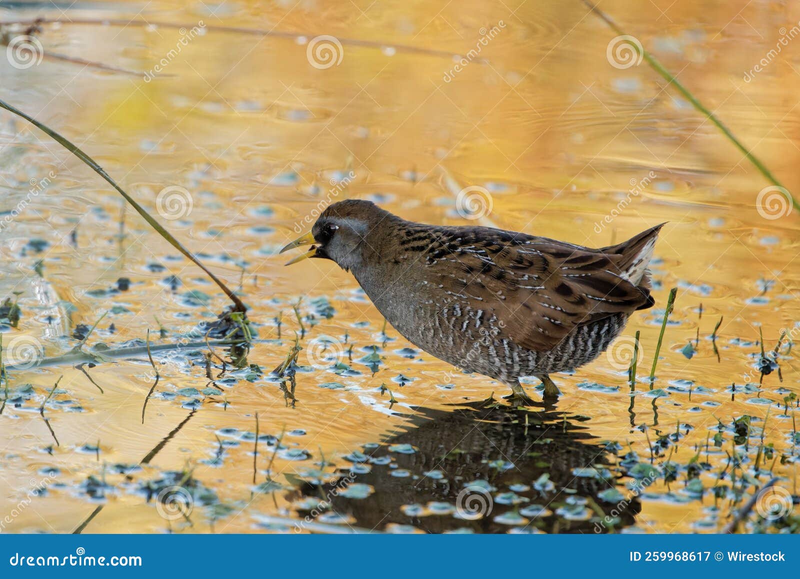 Closeup of a Sora Bird on a Marsh. Stock Image - Image of beautiful ...