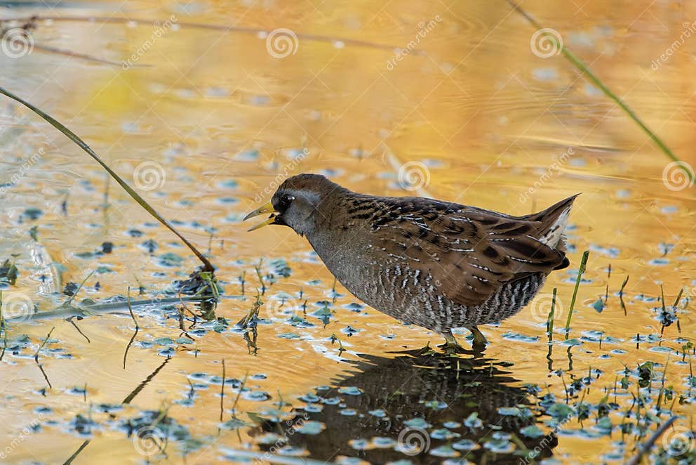 Closeup of a Sora Bird on a Marsh. Stock Image - Image of beautiful ...