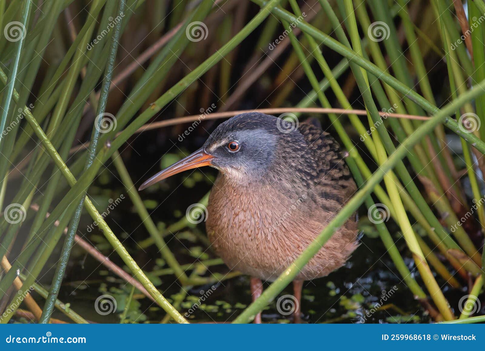 Closeup of a Sora Bird on a Marsh. Stock Photo - Image of shorebird ...