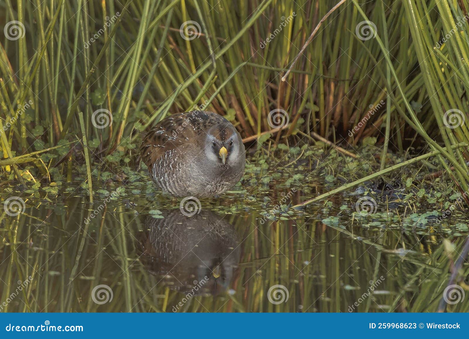 Closeup of a Sora Bird on a Marsh. Stock Image - Image of bird ...