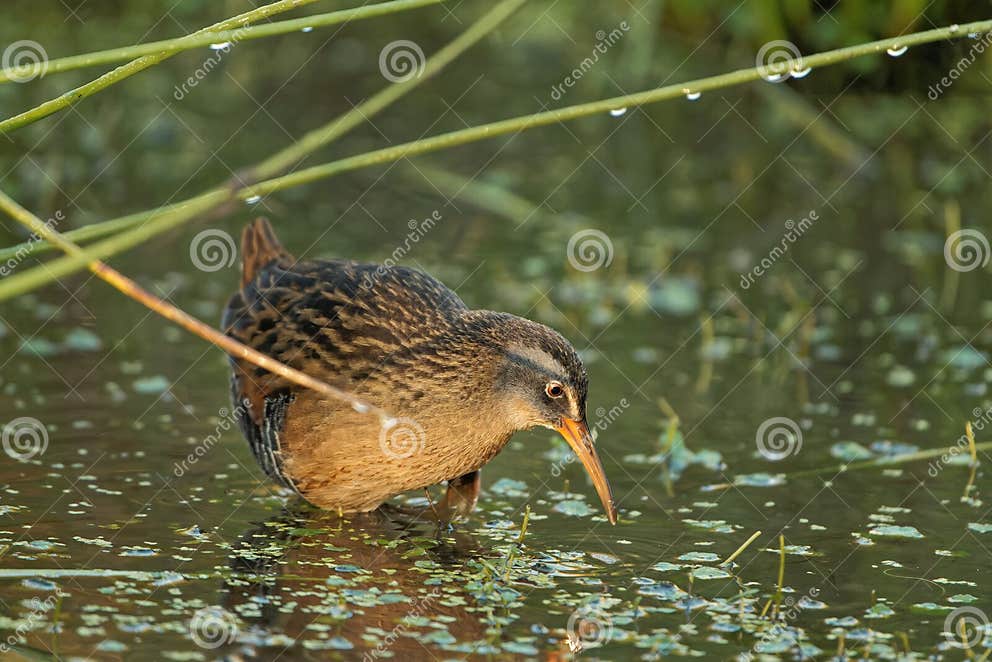 Closeup of a Sora Bird on a Marsh. Stock Image - Image of biology ...