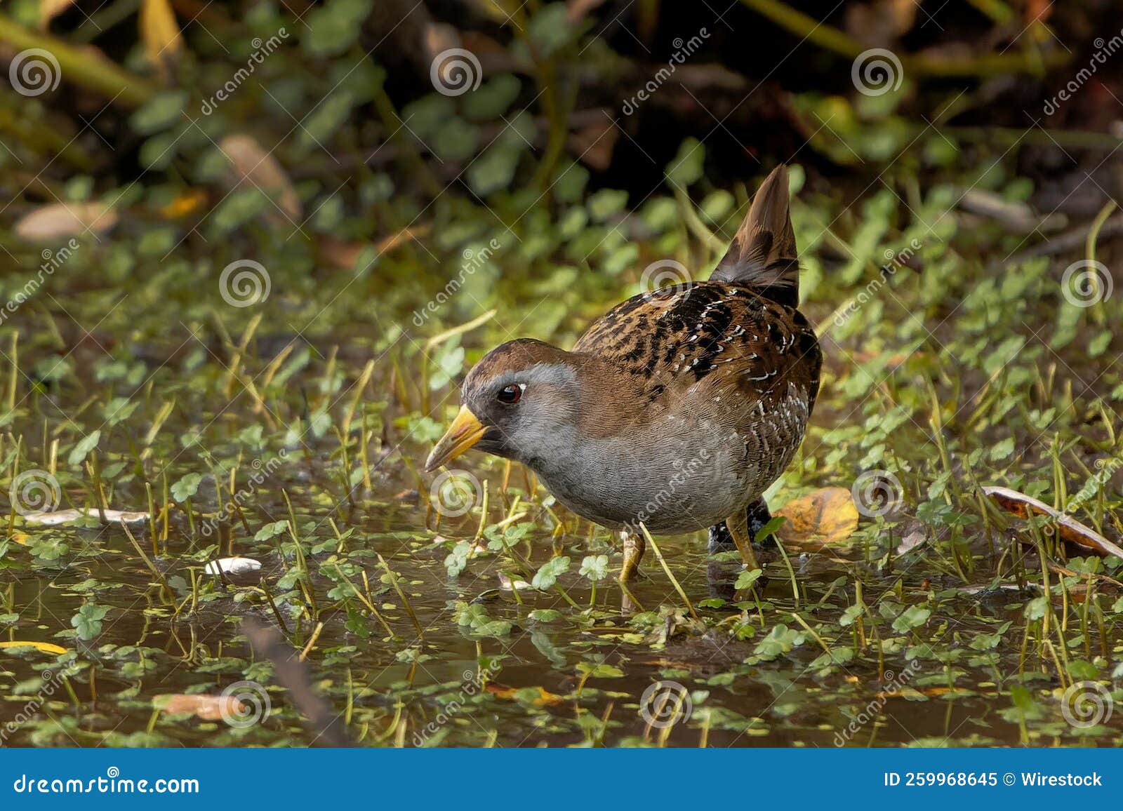 Closeup of a Sora Bird on a Marsh. Stock Image - Image of water, beak ...