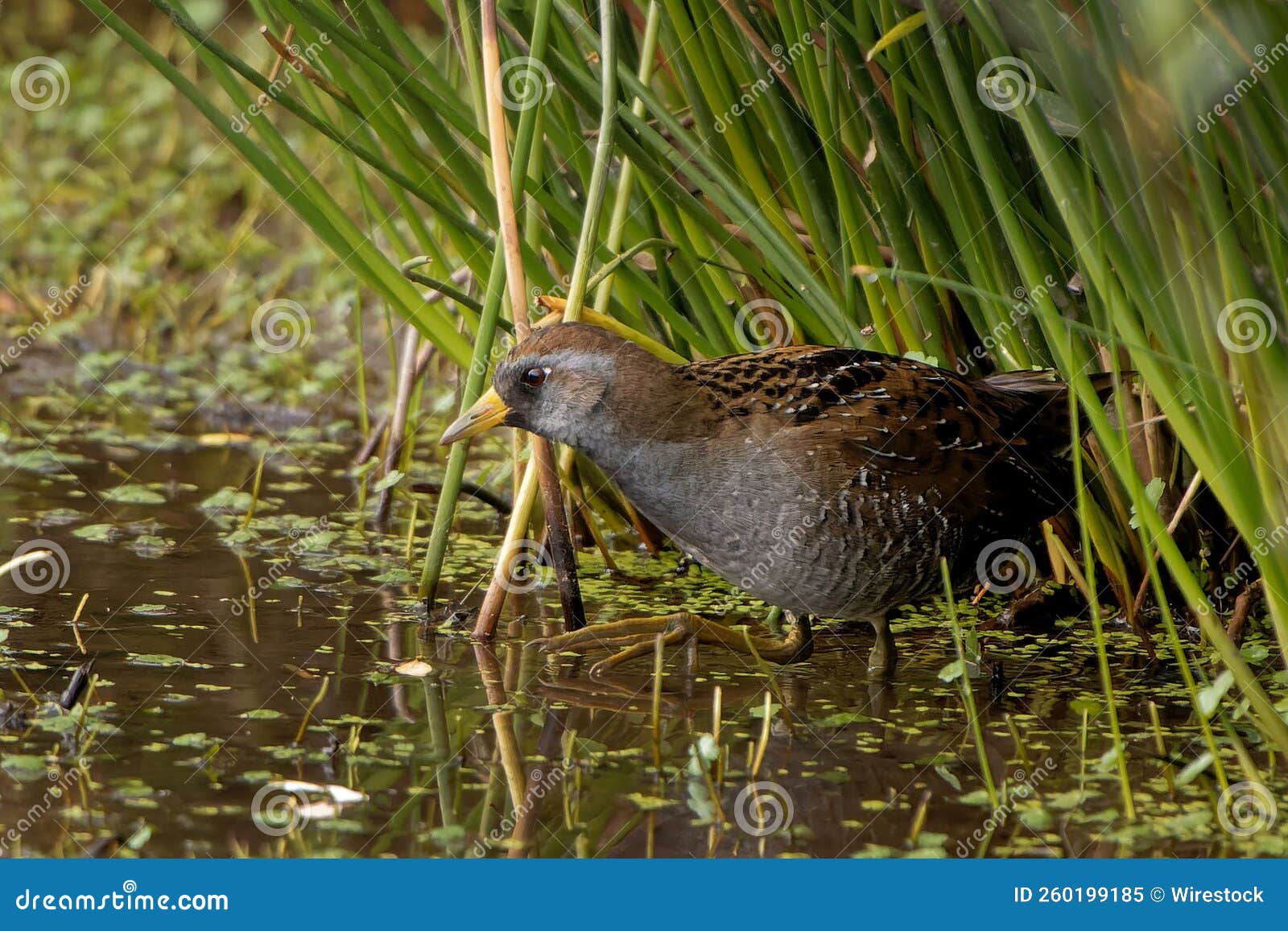 Closeup of a Sora Bird in a Pond in Daylight Stock Image - Image of ...