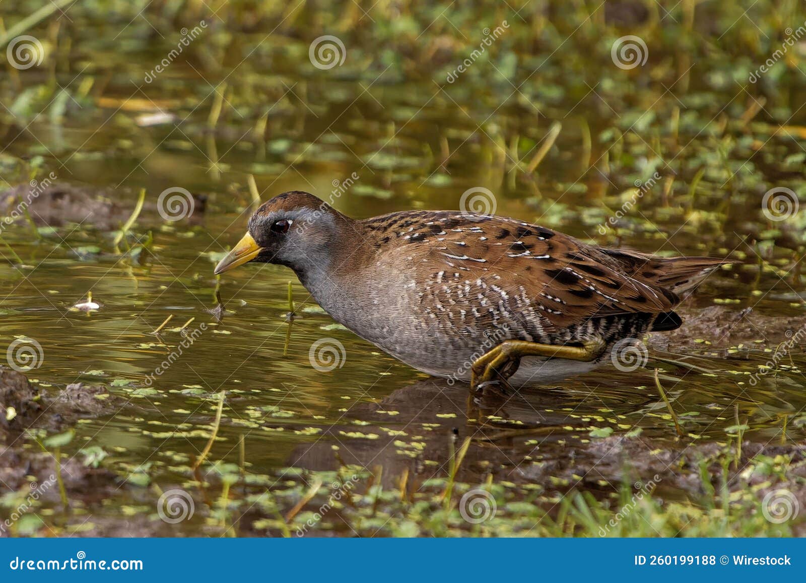 Closeup of a Sora Bird in a Pond in Daylight Stock Photo - Image of ...