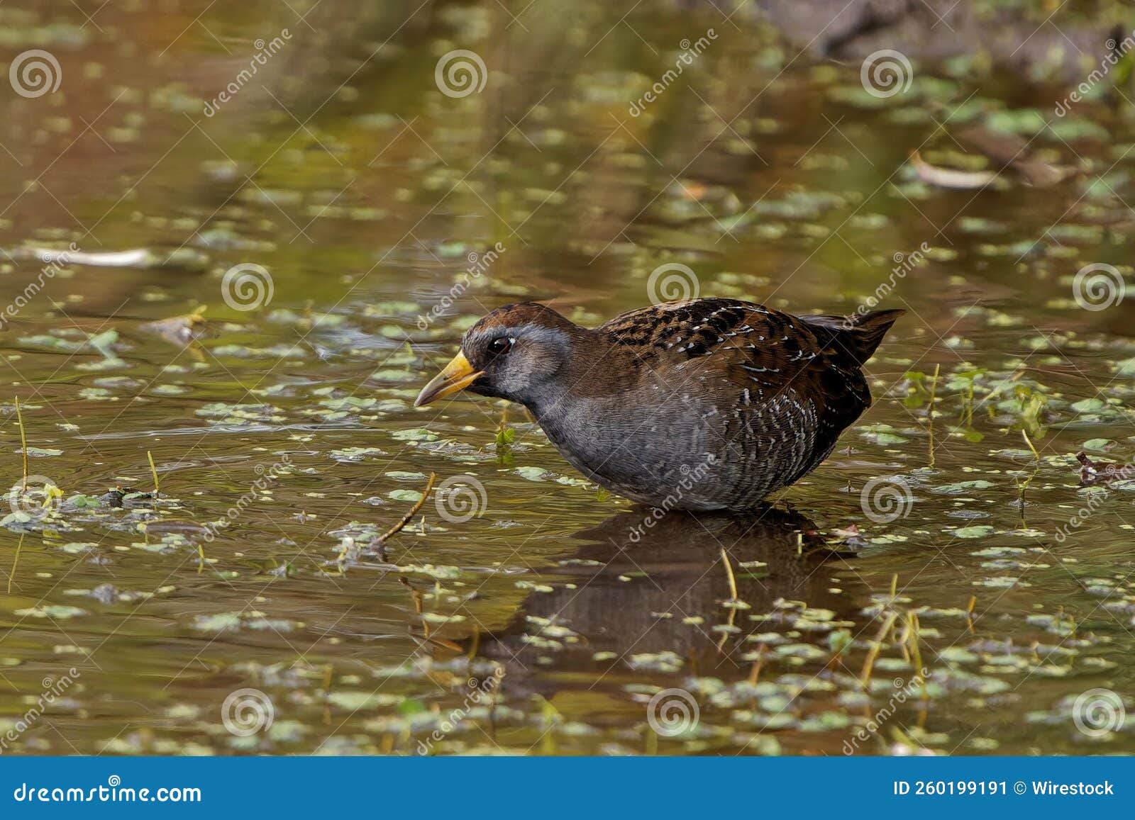 Closeup of a Sora Bird in a Pond in Daylight Stock Image - Image of ...