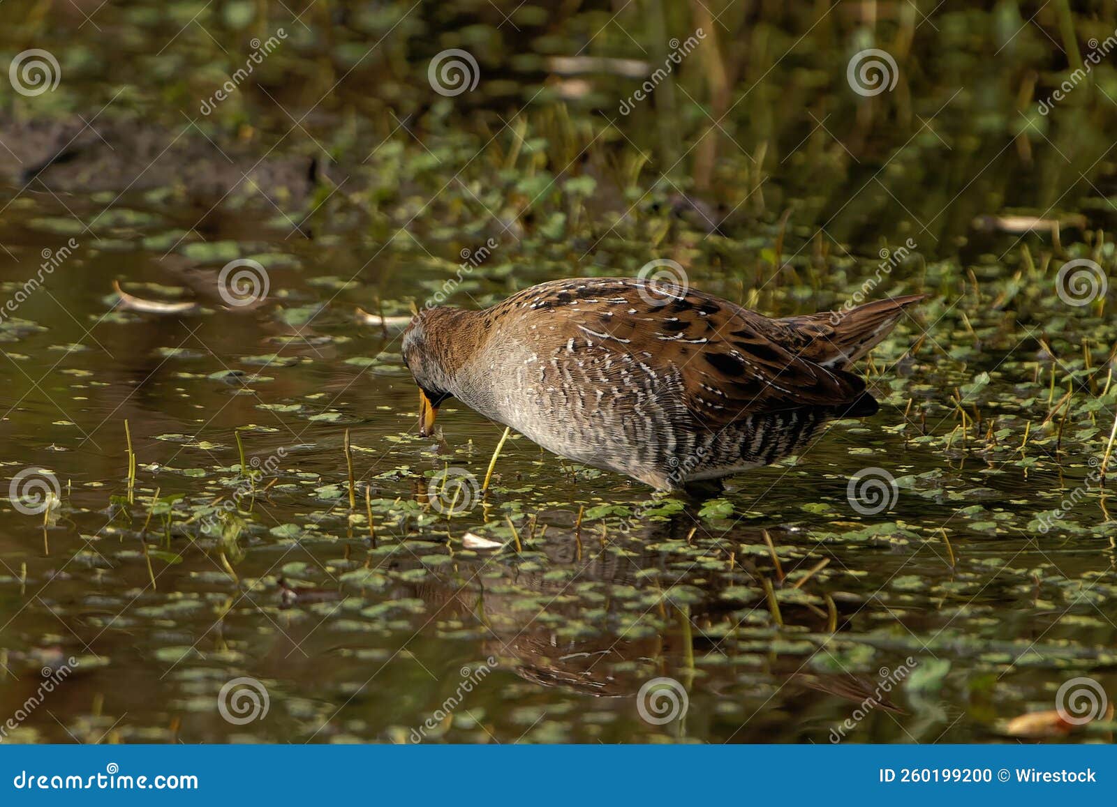 Closeup of a Sora Bird in a Pond in Daylight Stock Photo - Image of ...