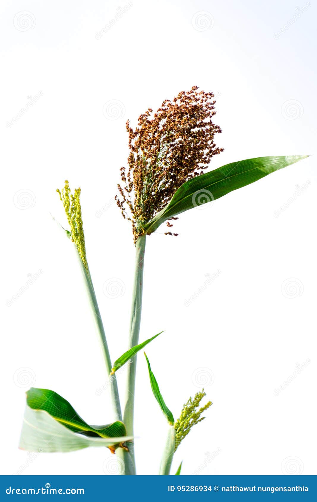 Closeup of a Sorghum Bicolor on White,farm Stock Photo - Image of close ...