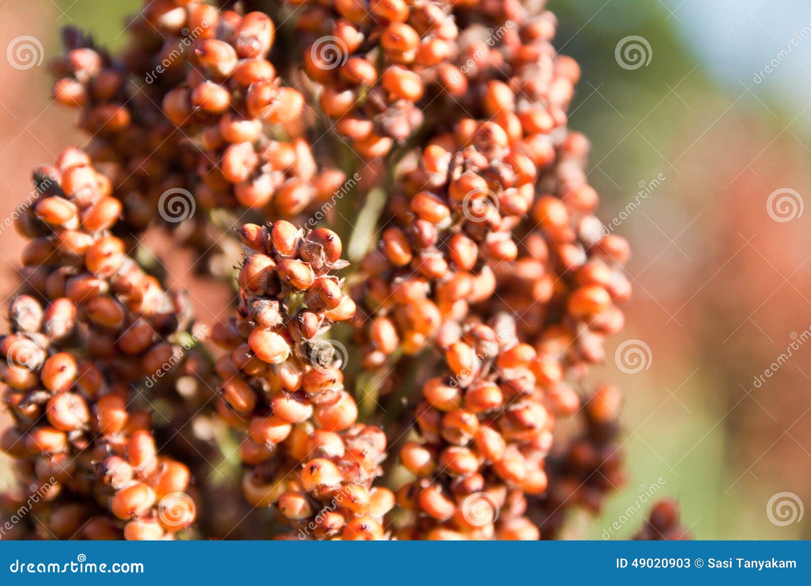 Closeup sorghum stock image. Image of stem, field, blue - 49020903