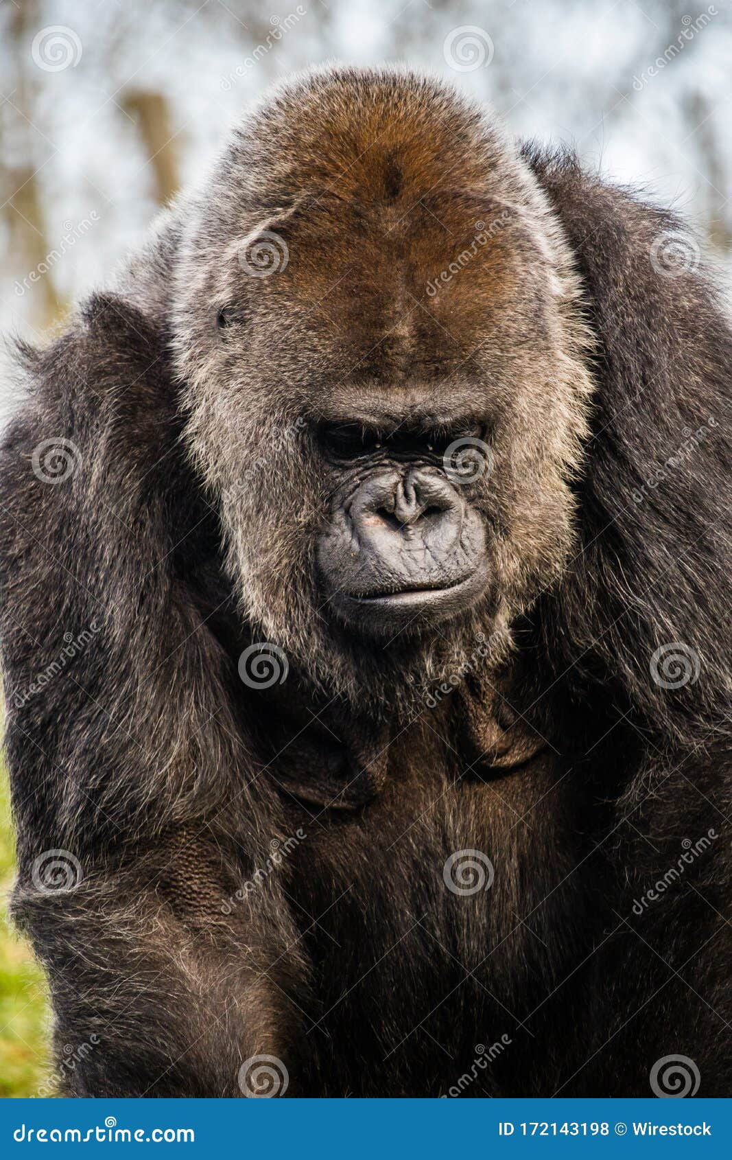 Sad Gorilla Face
