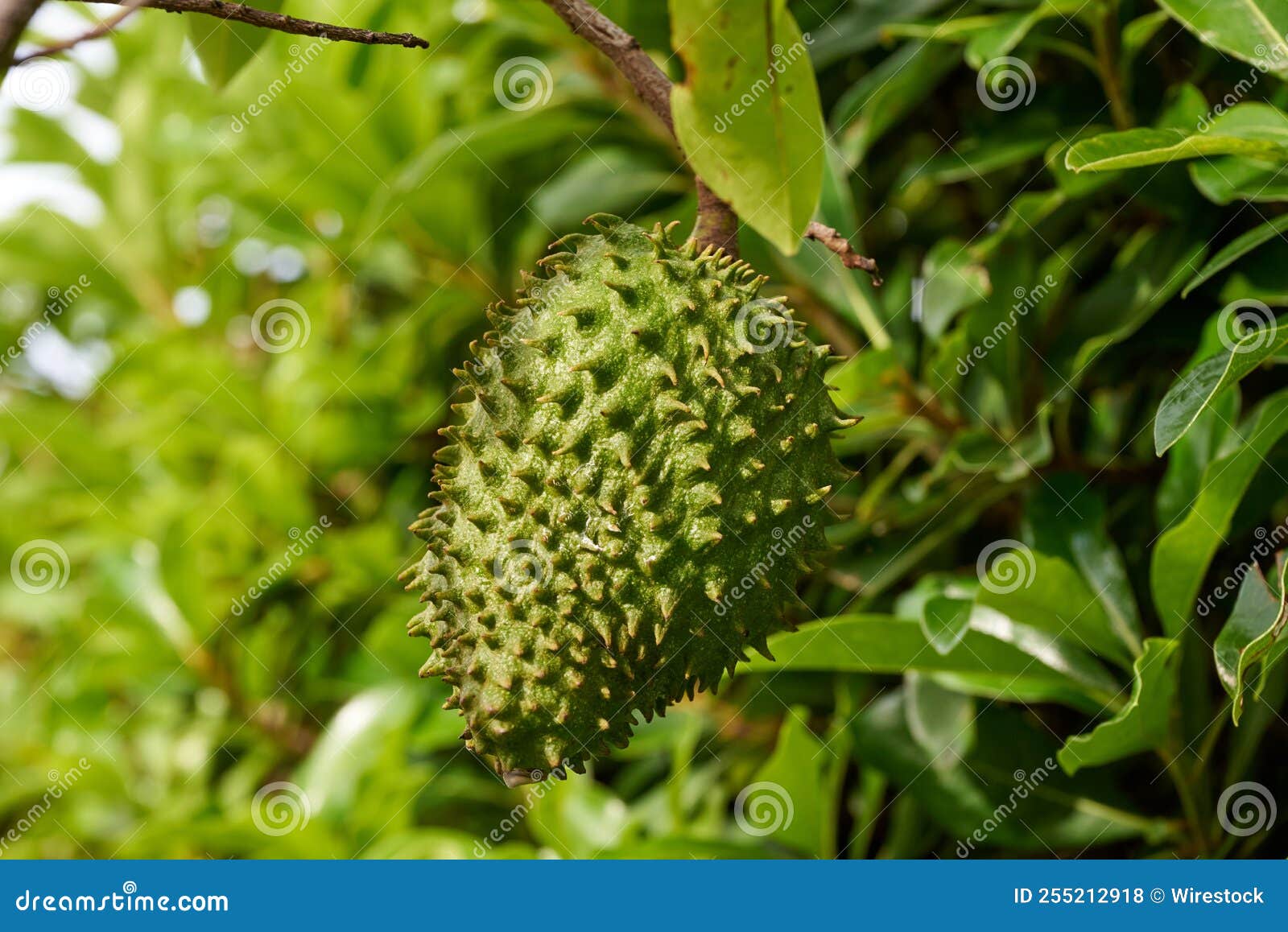 Closeup of a Soursop or Graviola Growing on a Tree Stock Photo - Image ...