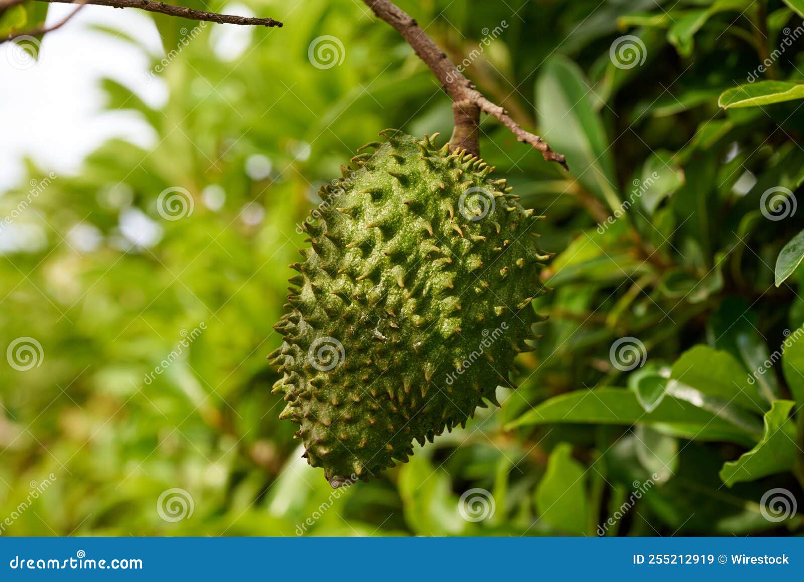 Closeup of a Soursop or Graviola Growing on a Tree Stock Image - Image ...