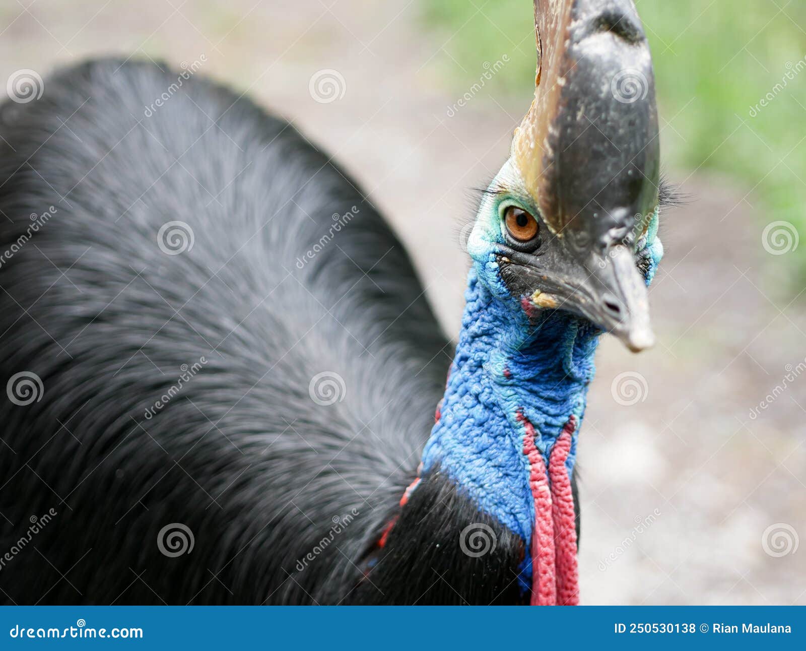Closeup of the Southern Cassowary or Casuarius Casuarius Stock Photo ...