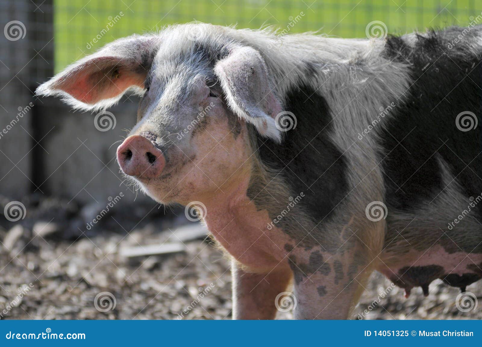 Closeup sow stock image. Image of udder, suidae, food - 14051325