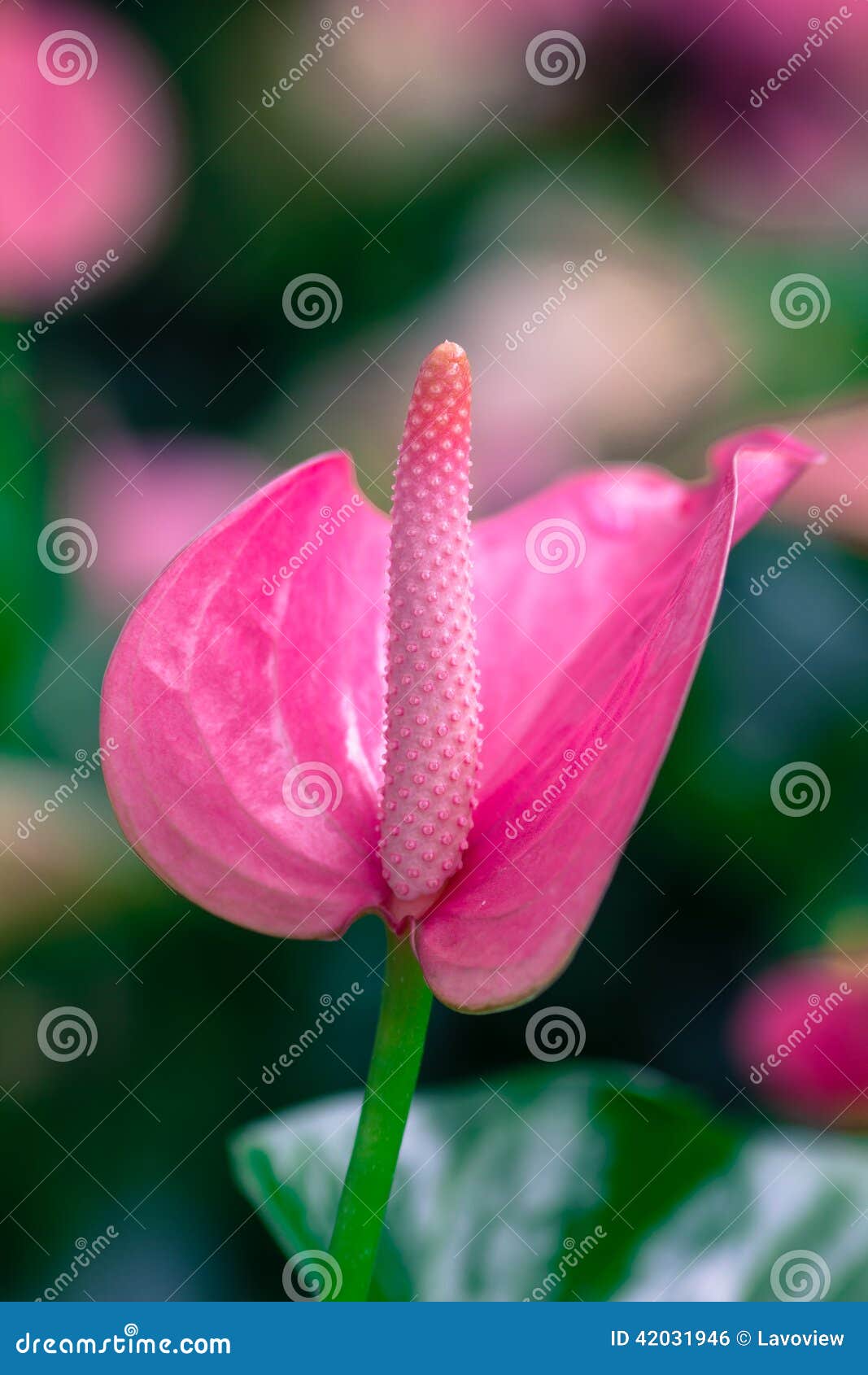 Closeup on spadix flower. stock photo. Image of pink - 42031946