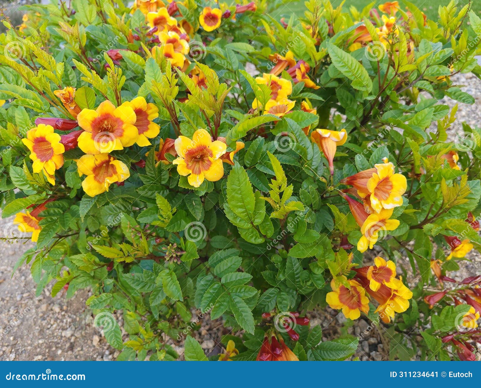 Flowering Sparky Tecoma Shrub Stock Image - Image of sparky, blossom ...