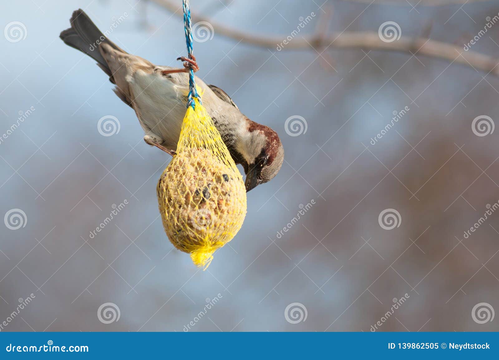 Sparrow Eating Seeds in Tree Stock Image - Image of blue, nature: 139862505