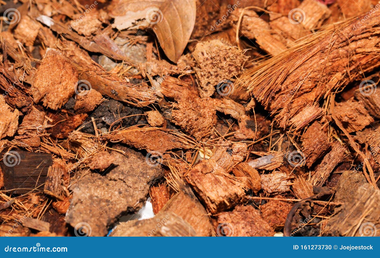 Closeup of the Spathe Coconut on Floor Stock Photo - Image of nature ...