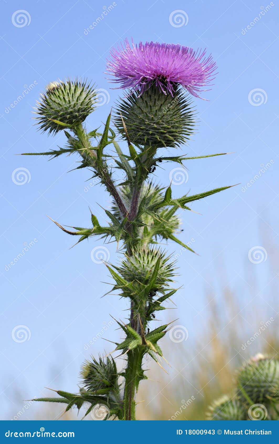 Closeup spear thistle stock image. Image of detail, brittany - 18000943
