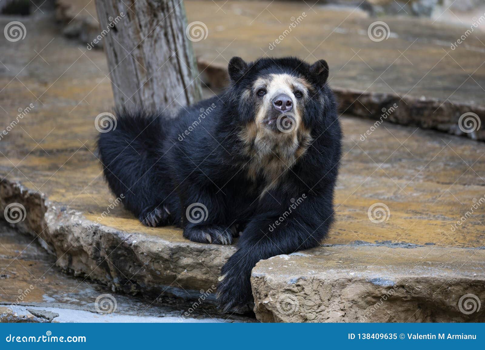 Andean bear stock image. Image of park, andean, nature - 138409635