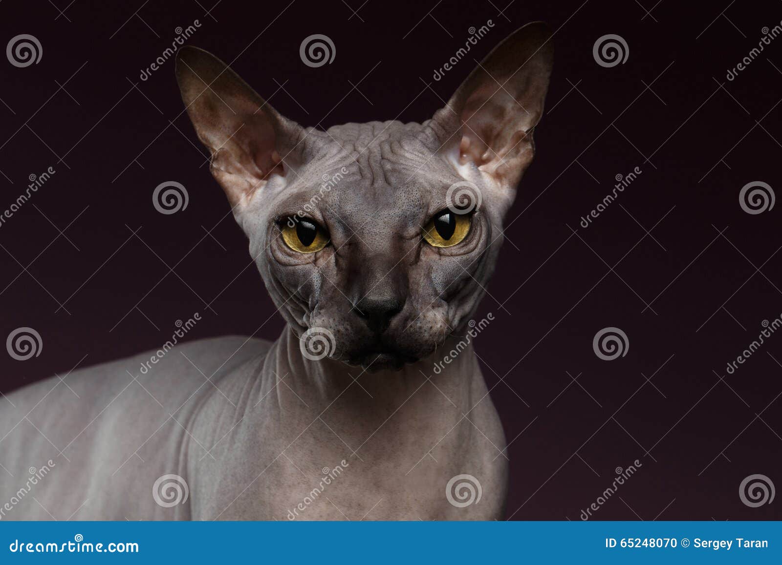 Closeup Sphynx Cat Looking Camera Purple Stock Photos - Free & Royalty ...