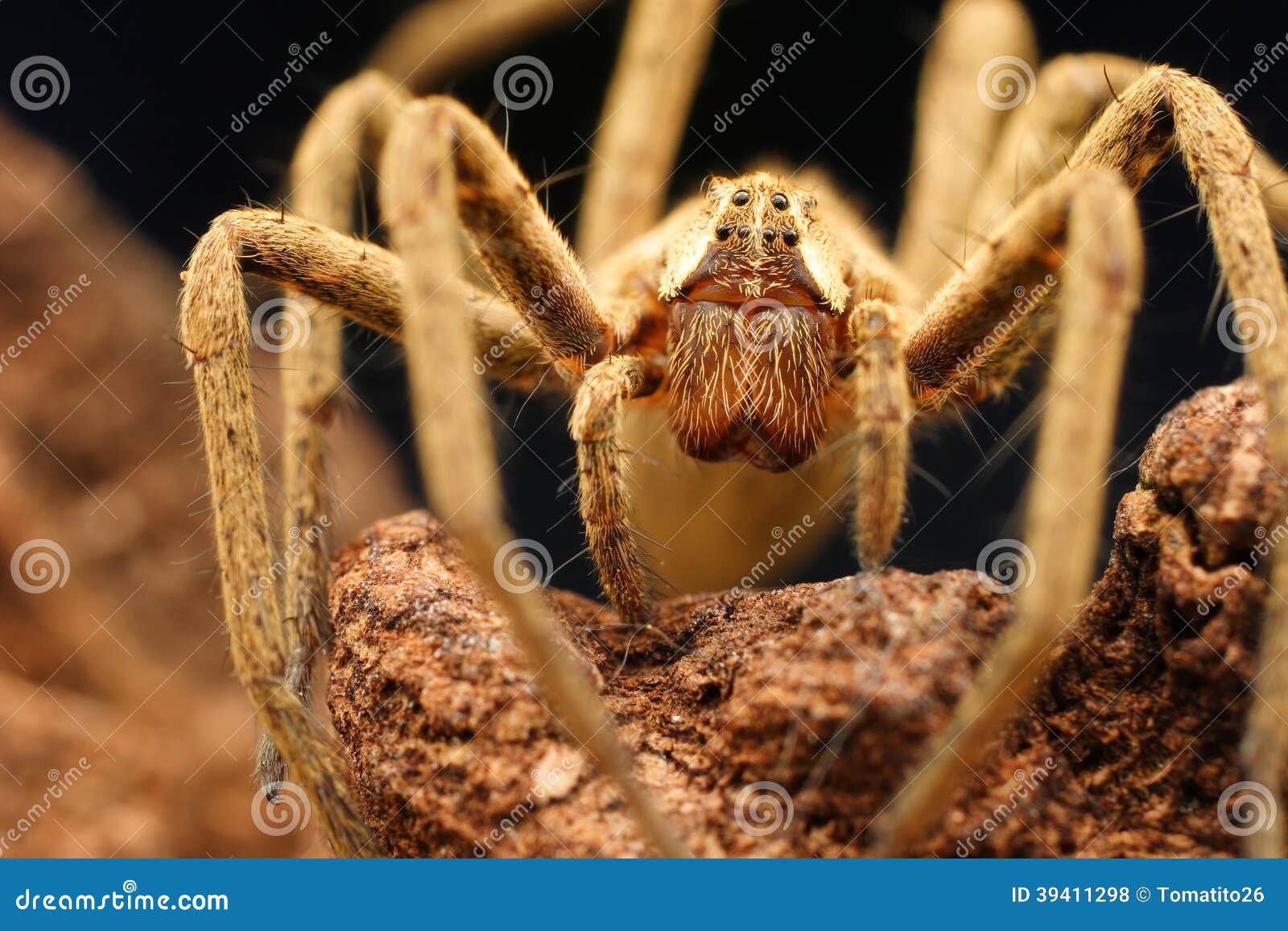 Closeup of Spider in Its Natural Environment Stock Photo - Image of ...