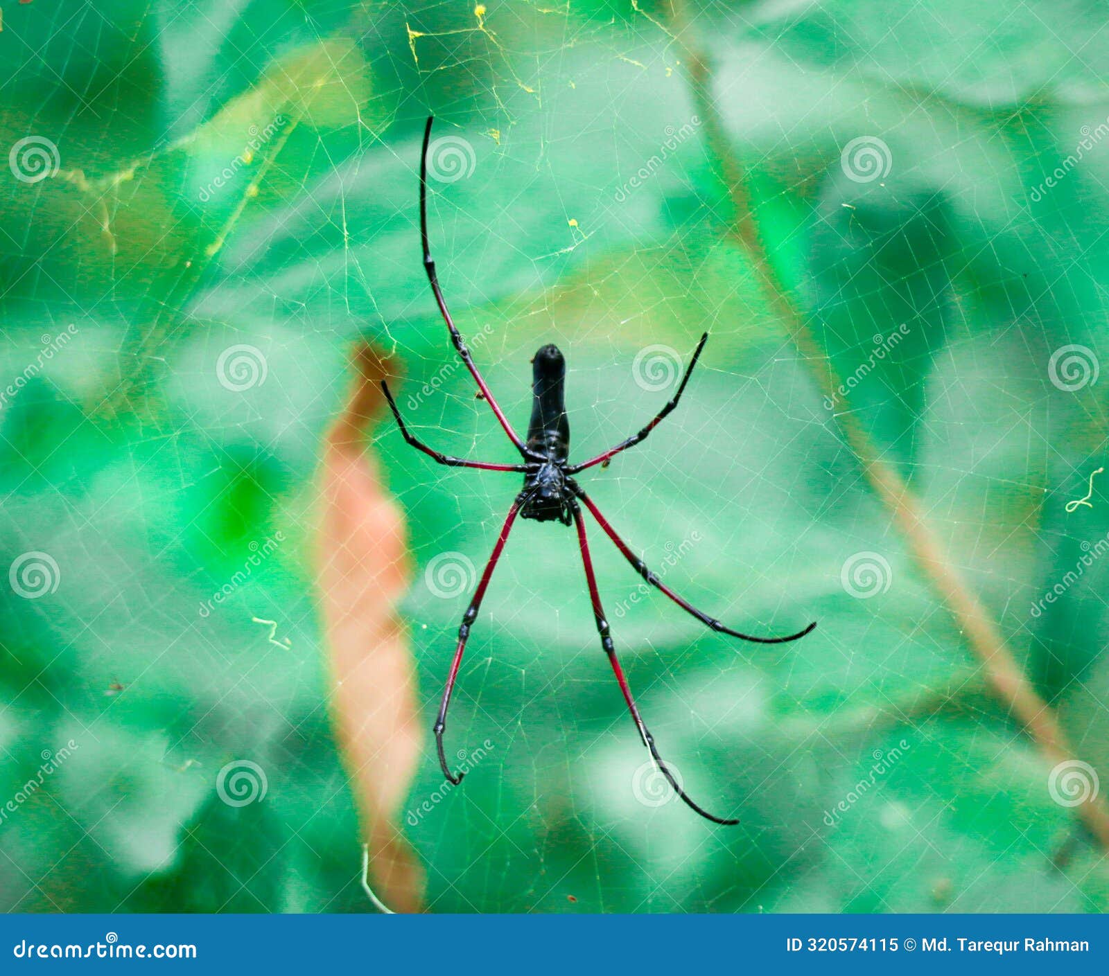 A Closeup of Spider with Long Legs Stock Image - Image of cobweb ...