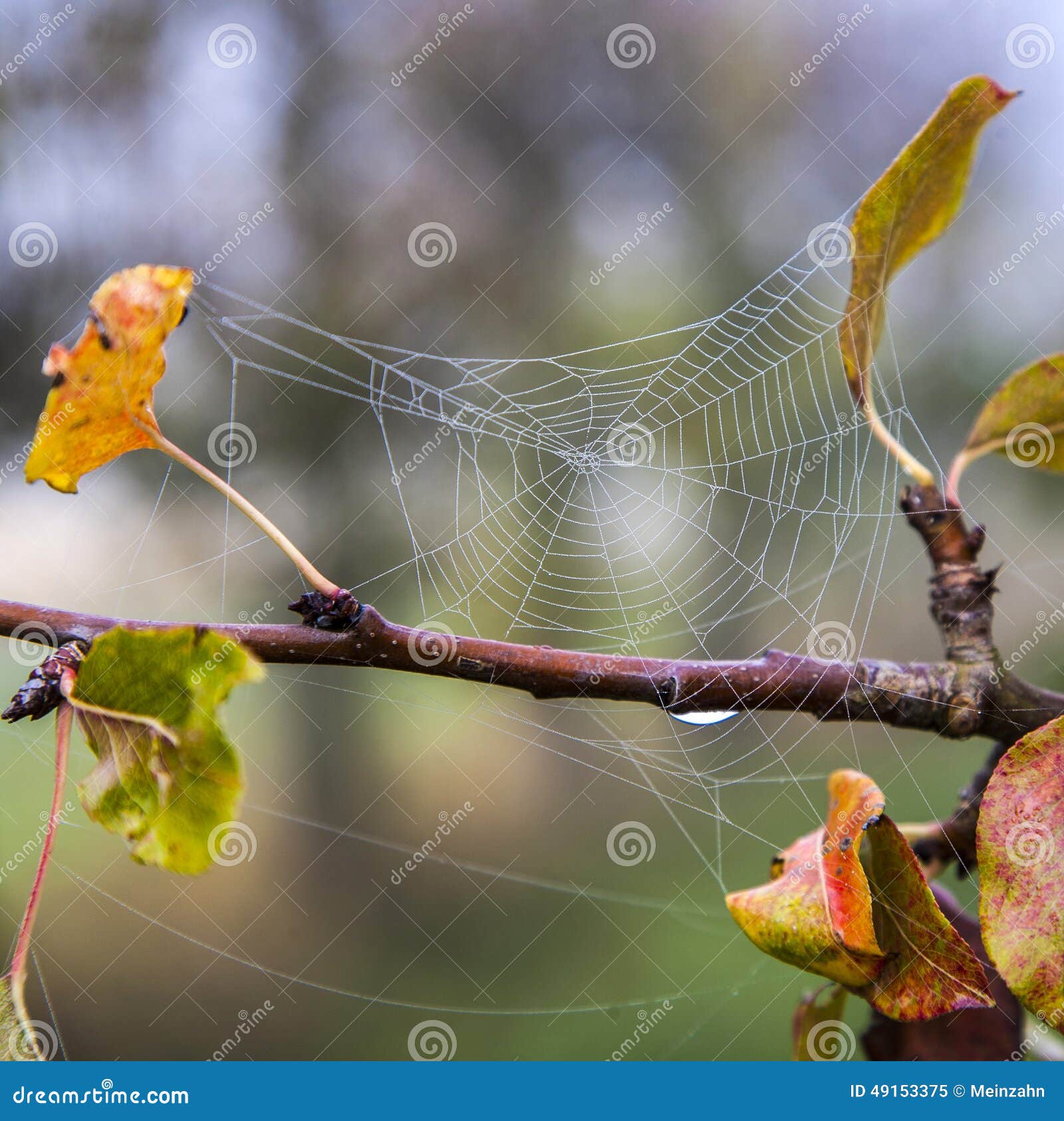 Closeup of Spider Net at a Tree Stock Image - Image of drops, raining ...