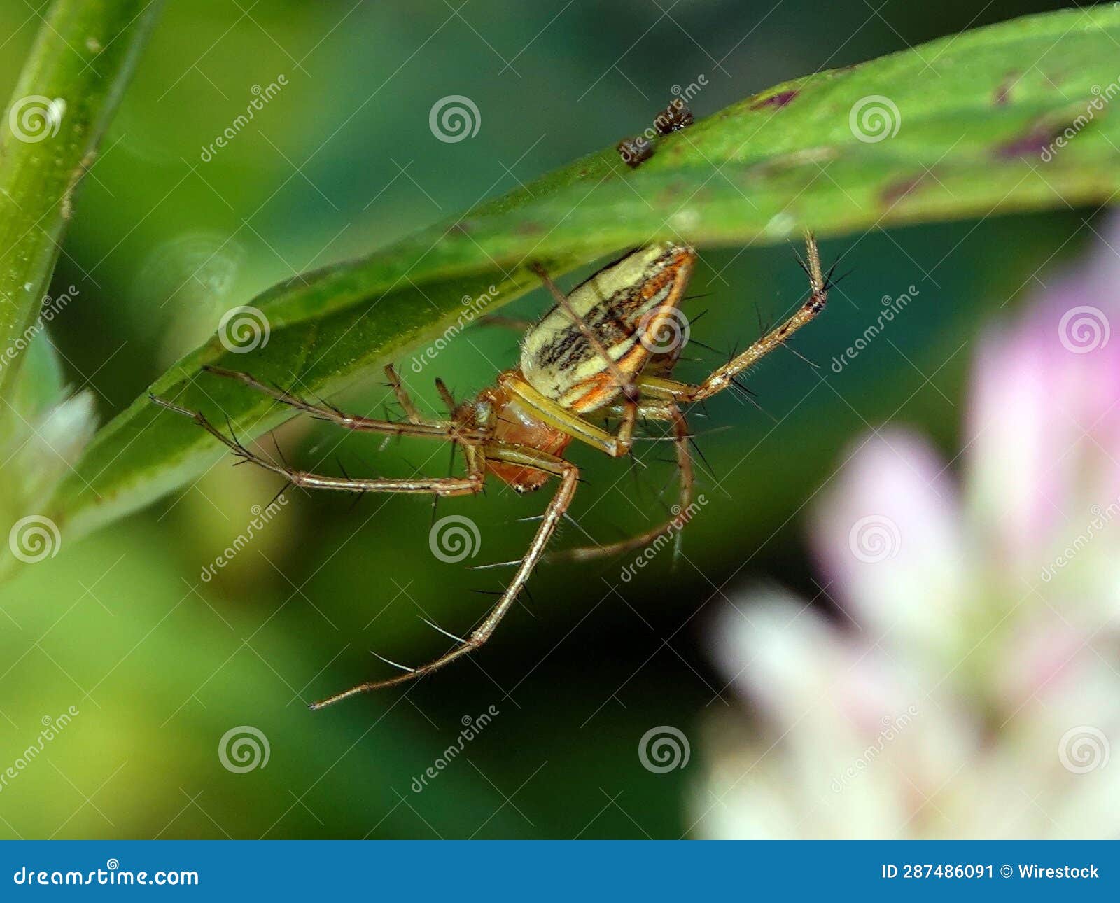 Closeup of a Spider Perched on a Green Leaf Stock Image - Image of park ...