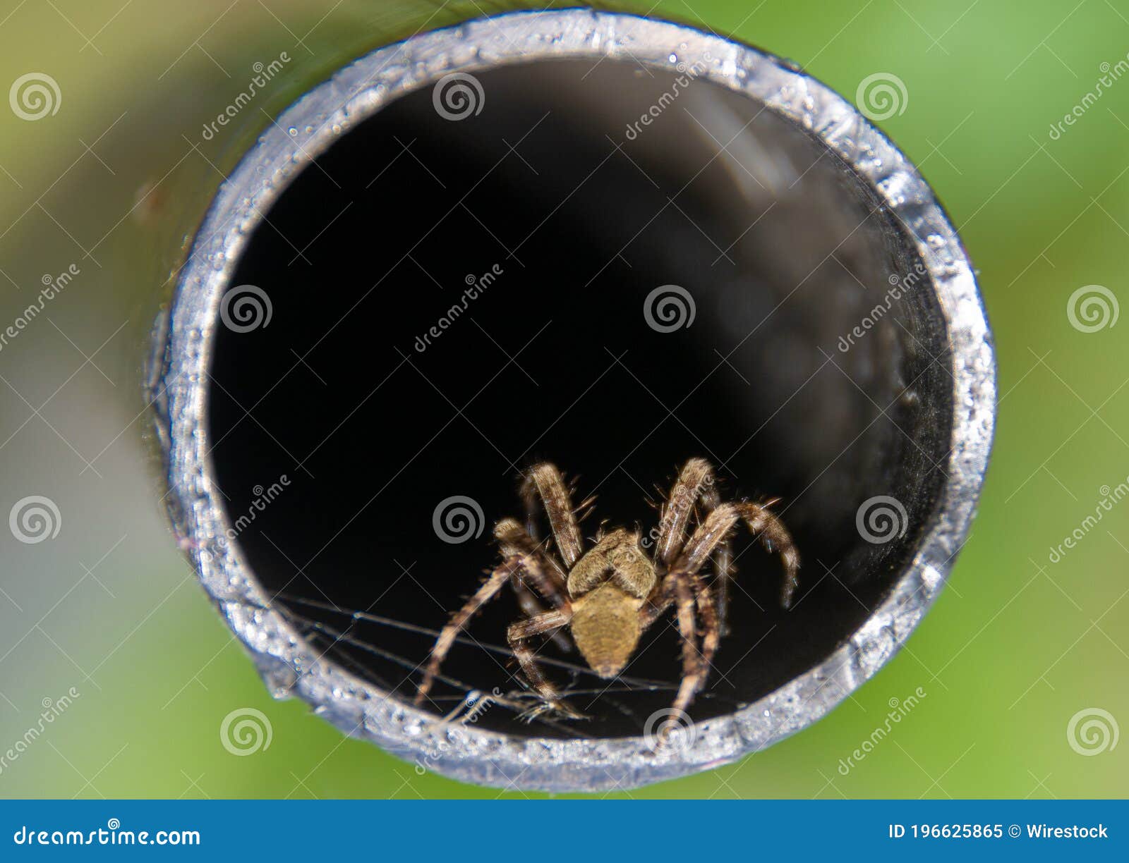 Closeup of a Spider in a Pipe Stock Image - Image of macro, sock: 196625865